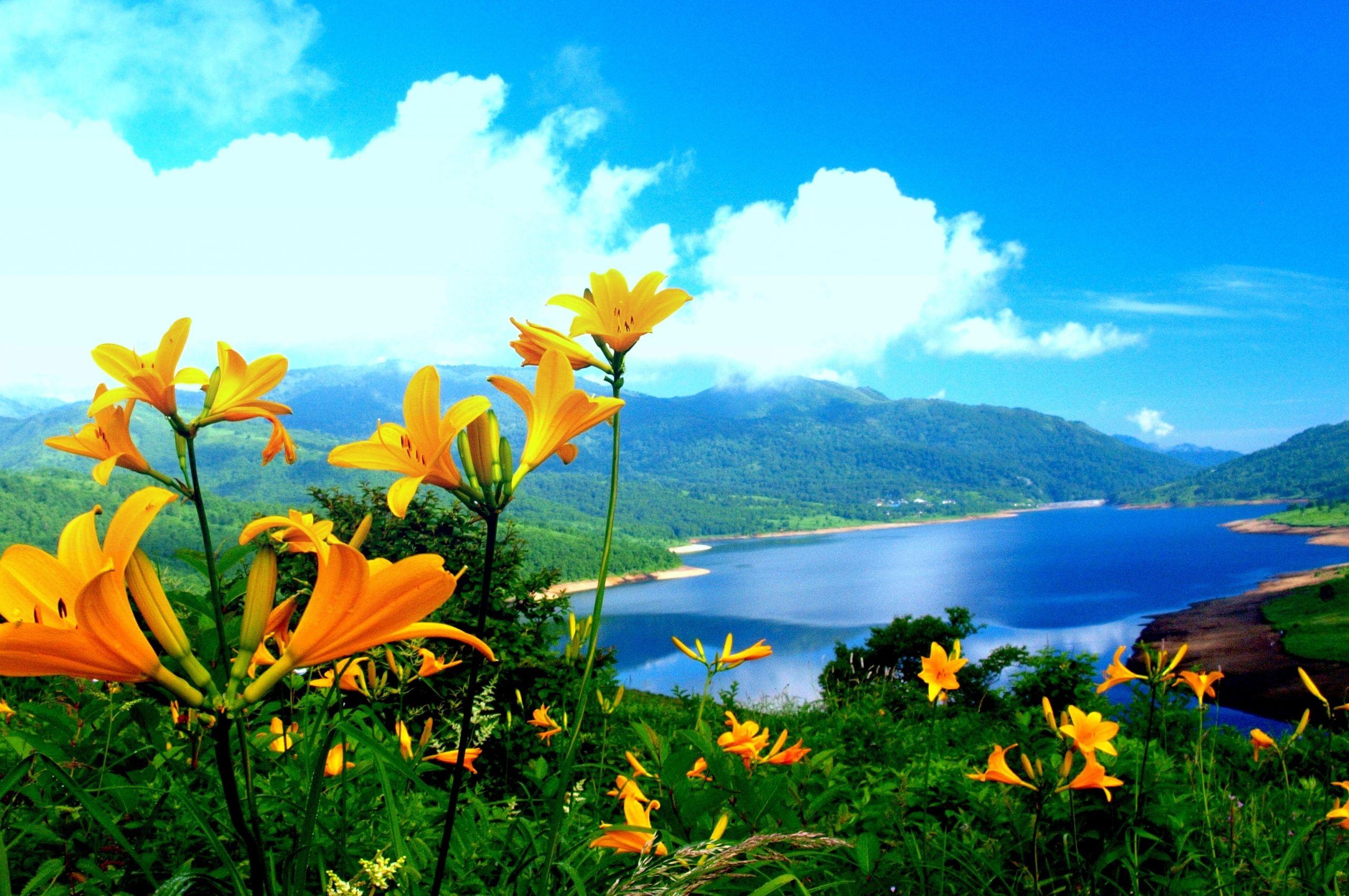 Flower Mountain Wallpapers - Top Free Flower Mountain Backgrounds ...