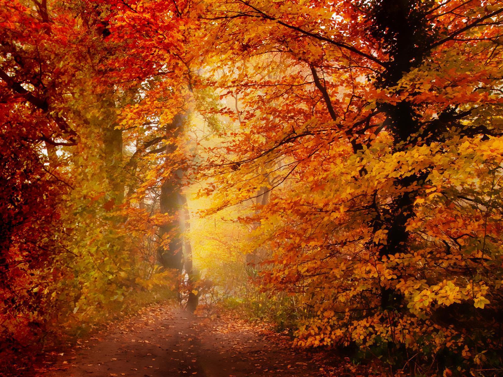 Fall Mac Wallpapers - Top Free Fall Mac Backgrounds - WallpaperAccess