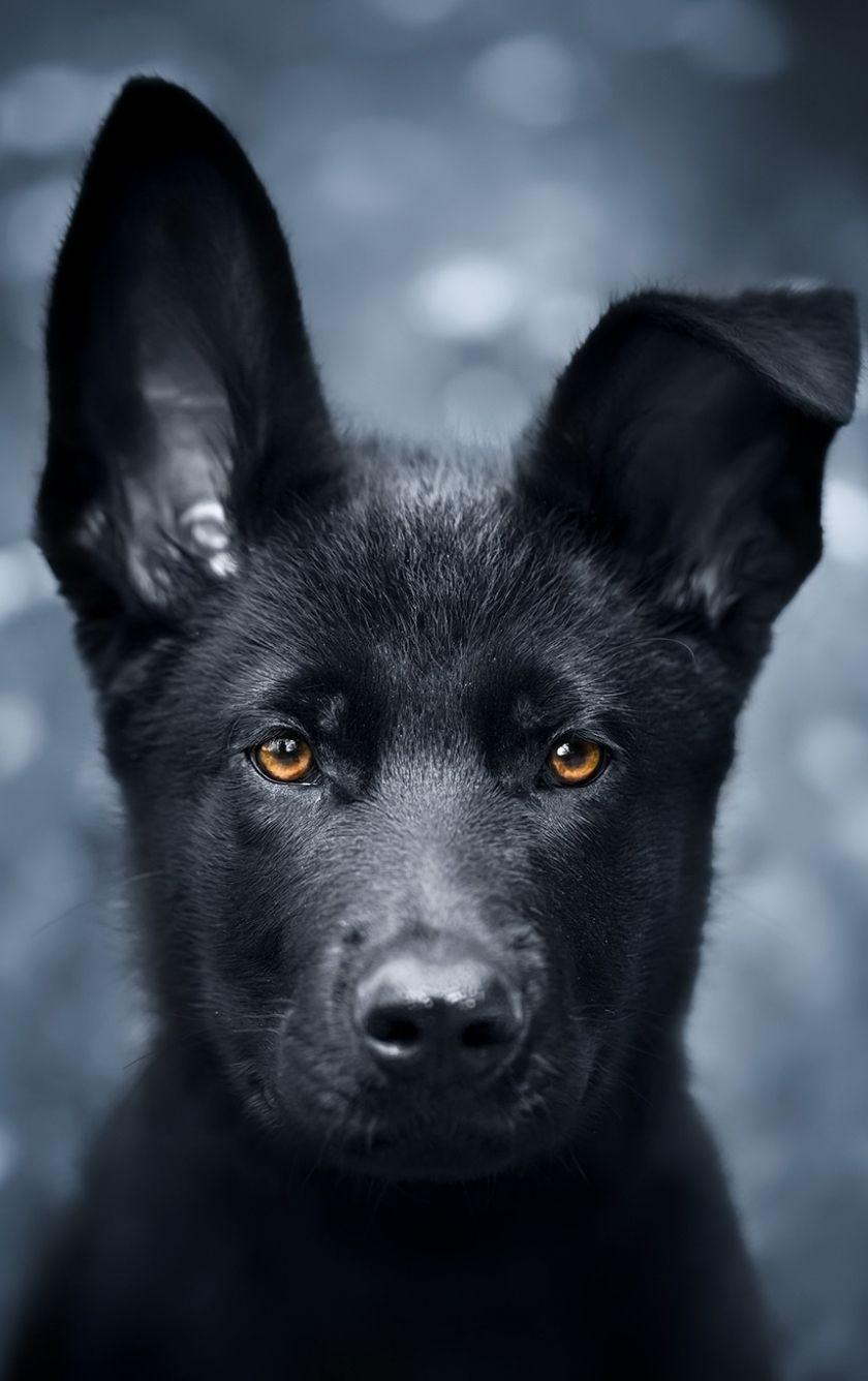 German Shepherd iPhone Wallpapers - Top Free German Shepherd iPhone ...