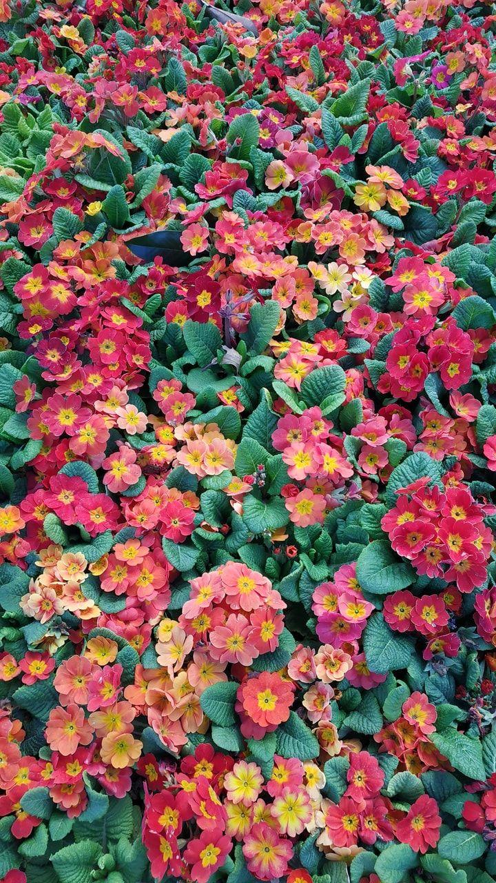 Red Flower Aesthetic Wallpapers - Top Free Red Flower Aesthetic ...