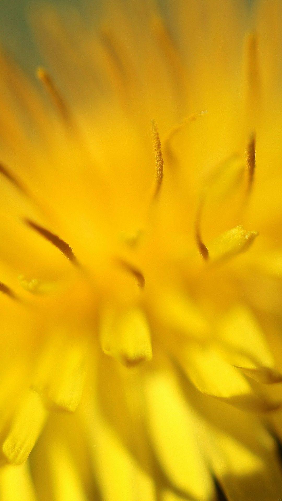 Zoom Flower Wallpapers - Top Free Zoom Flower Backgrounds - WallpaperAccess