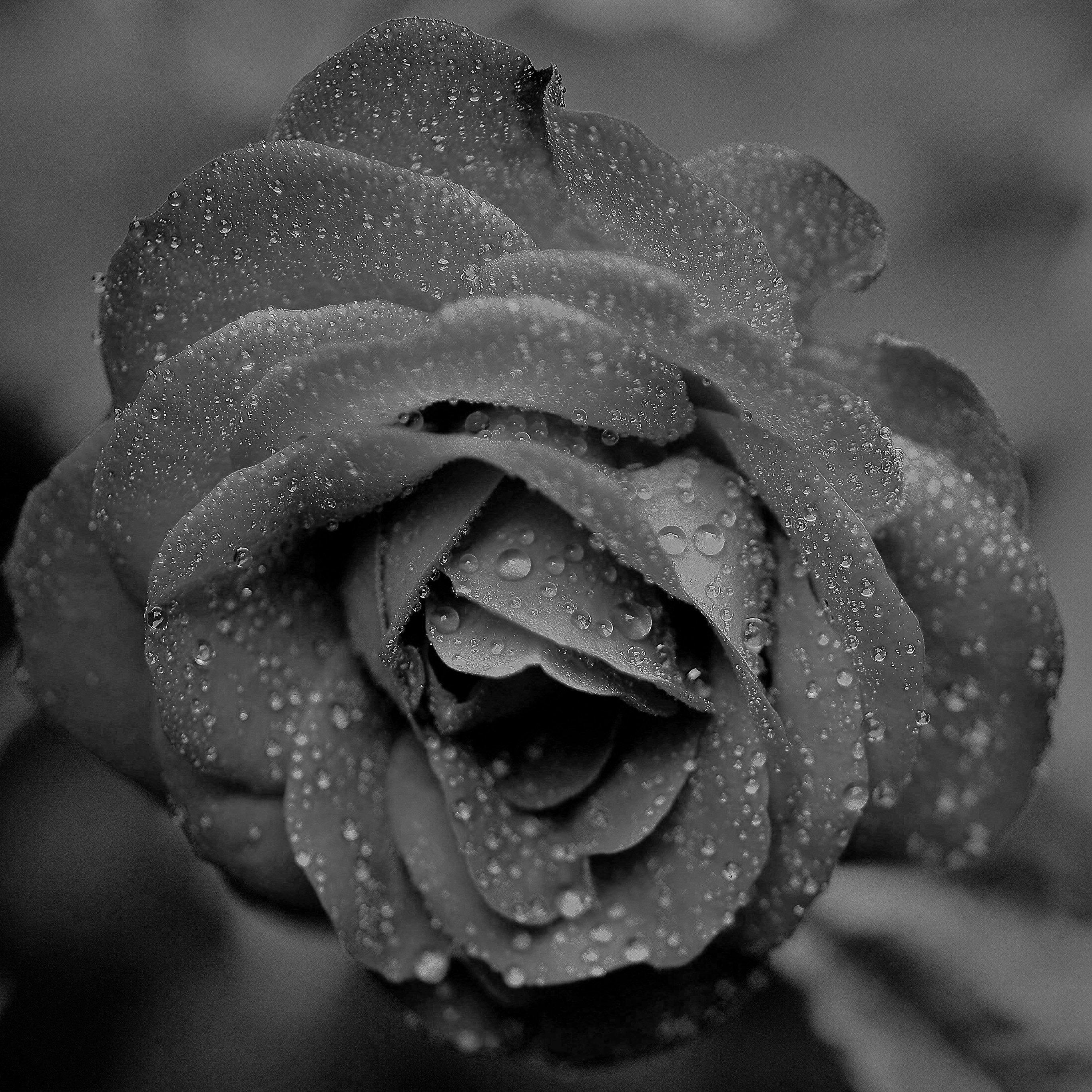 Zoom Flower Wallpapers - Top Free Zoom Flower Backgrounds - WallpaperAccess