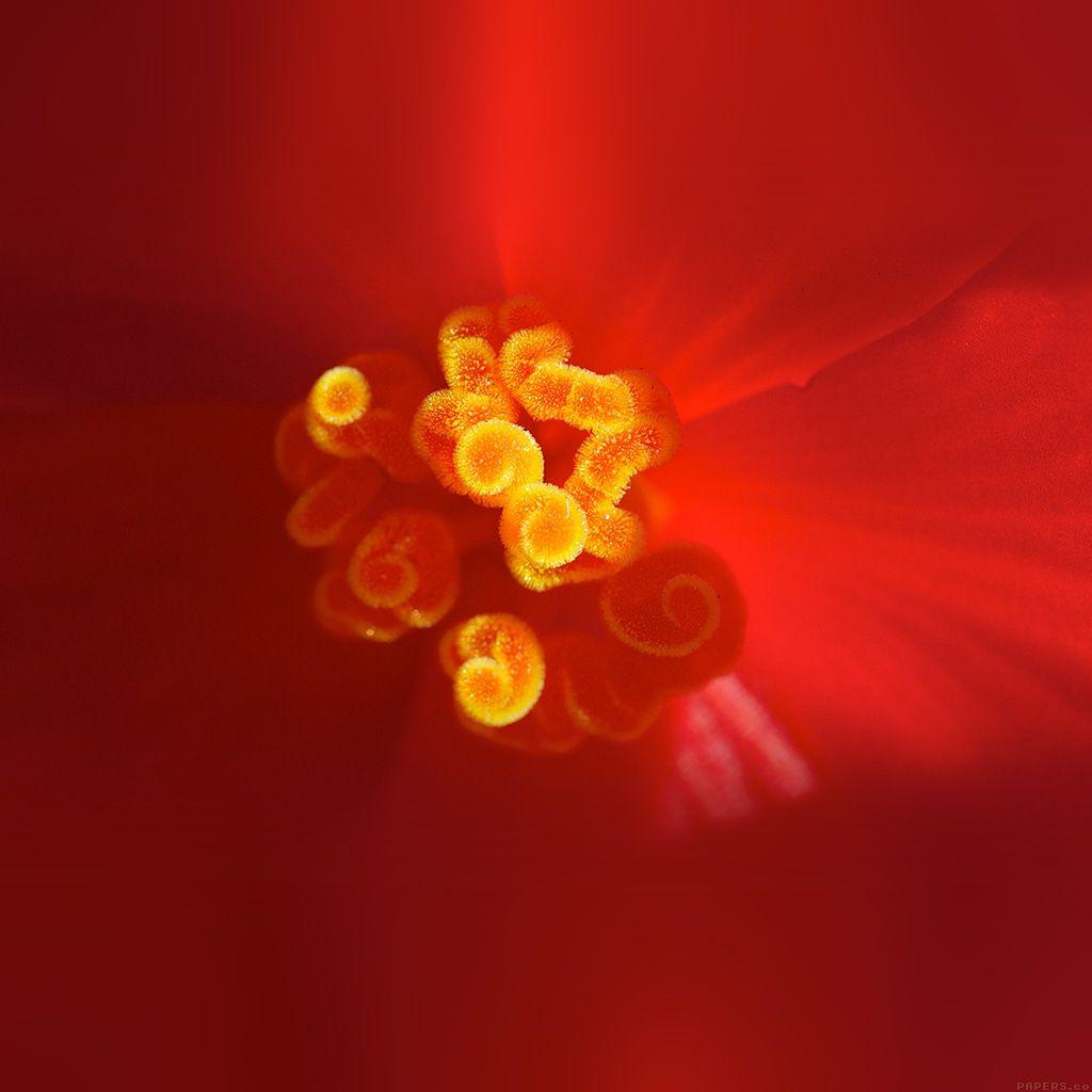 Zoom Flower Wallpapers - Top Free Zoom Flower Backgrounds - WallpaperAccess