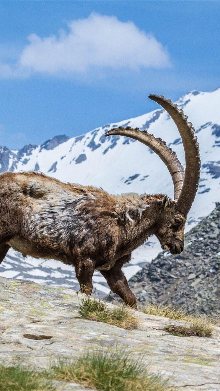Goat iPhone Wallpapers - Top Free Goat iPhone Backgrounds - WallpaperAccess