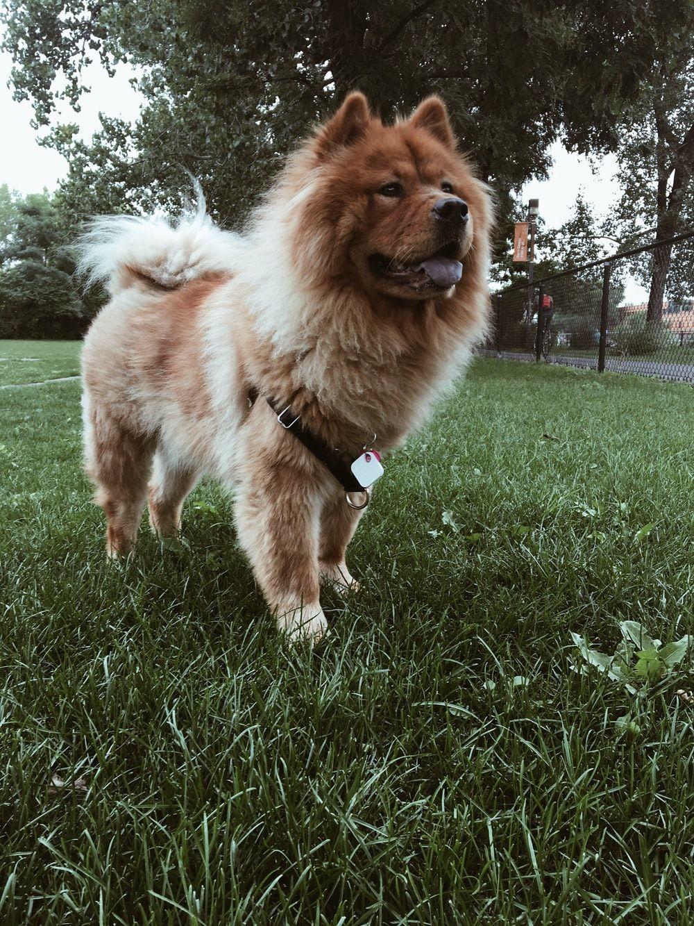 Chow Chow Wallpapers - Top Free Chow Chow Backgrounds - WallpaperAccess