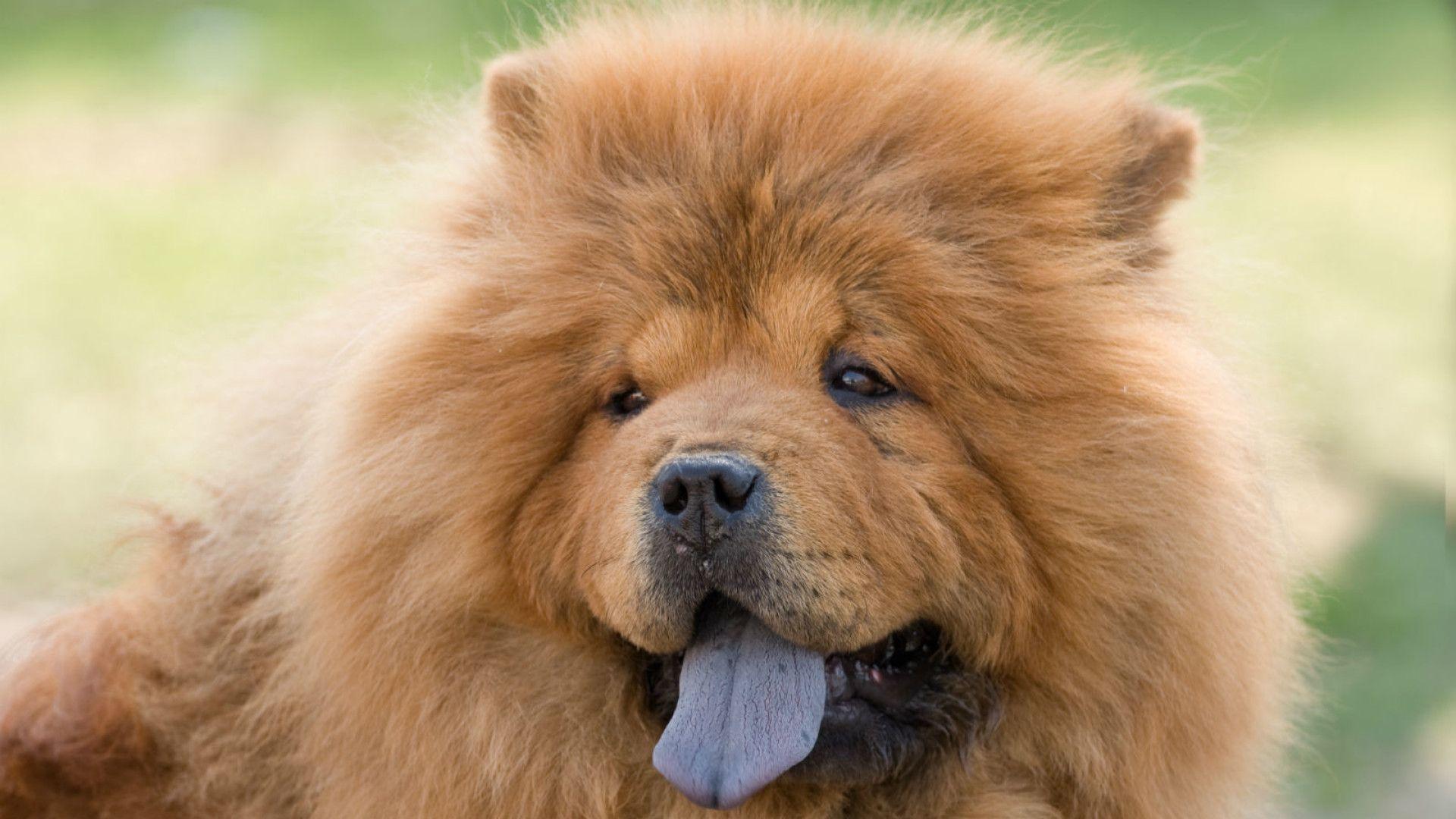 Chow Chow Wallpapers - Top Free Chow Chow Backgrounds - WallpaperAccess