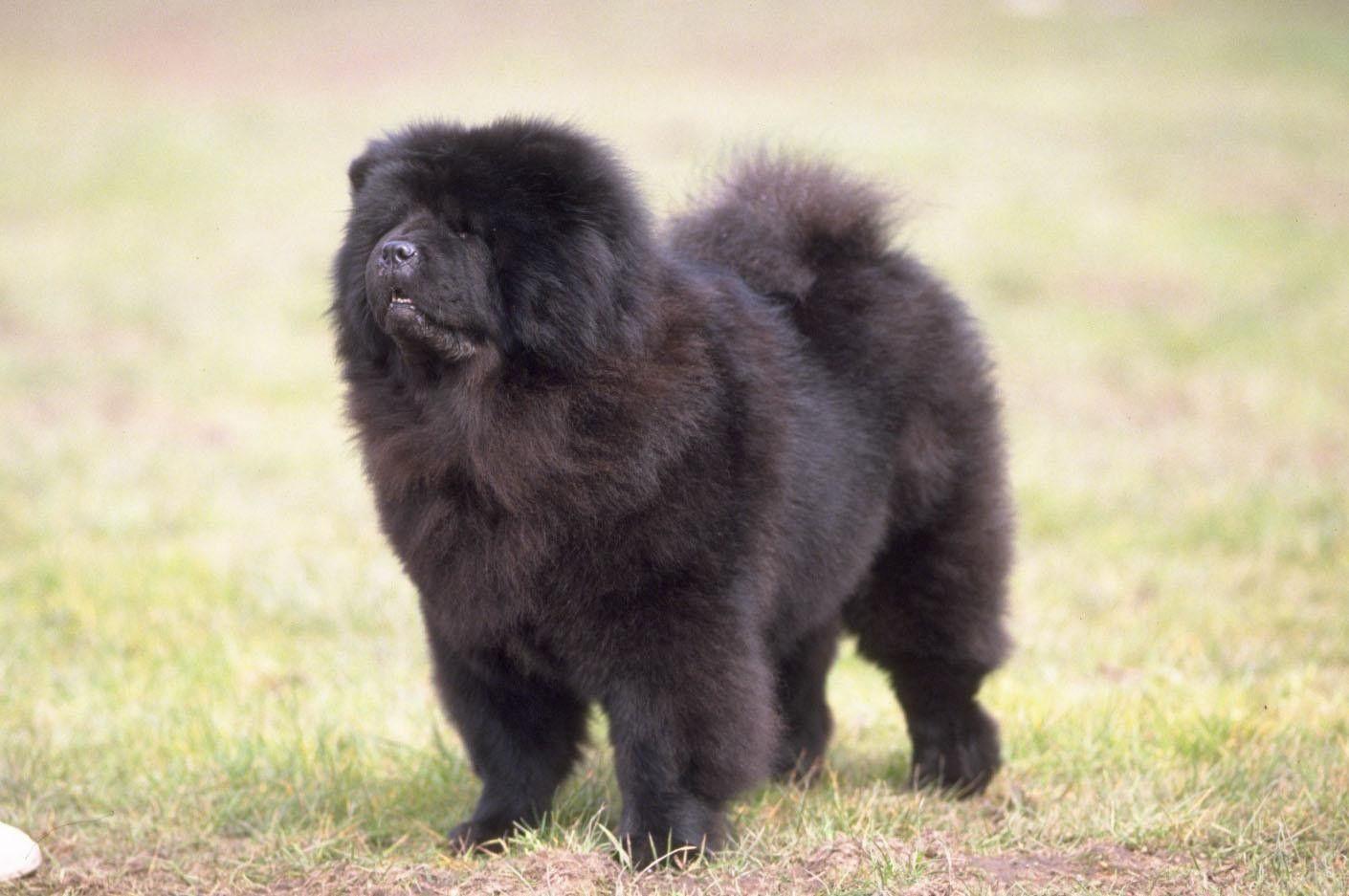 Chow Wallpapers - Top Free Chow Backgrounds - WallpaperAccess