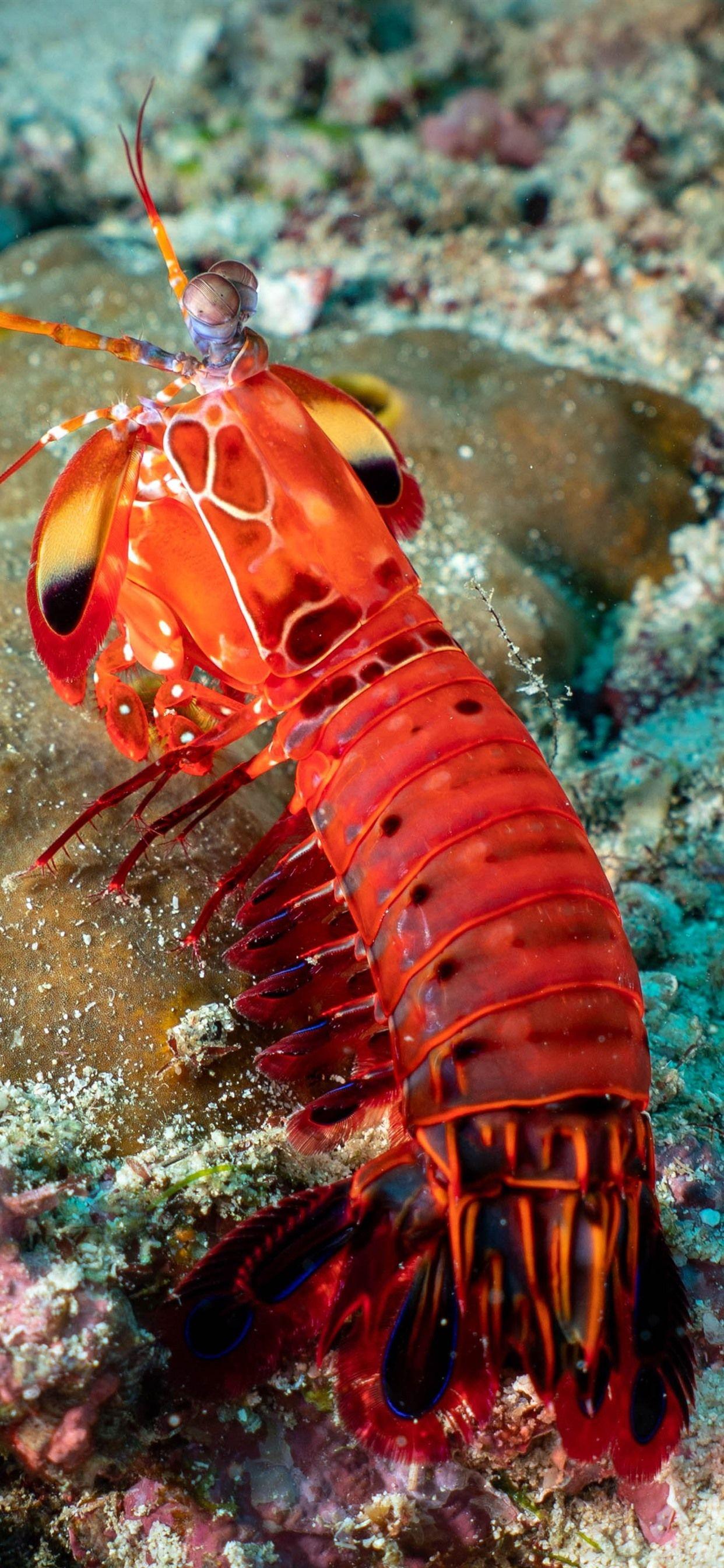 Shrimp Wallpapers - Top Free Shrimp Backgrounds - WallpaperAccess