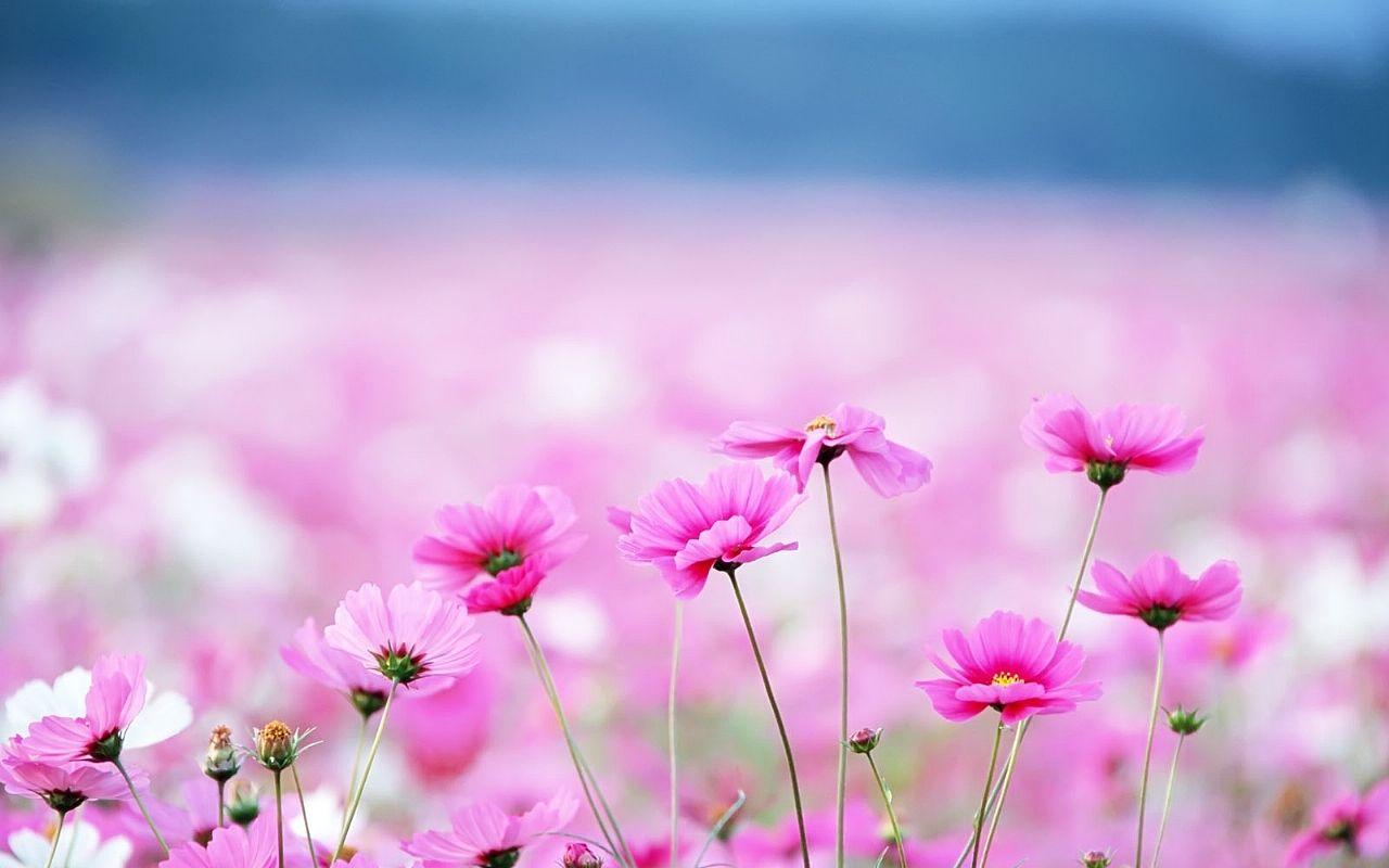 Beautiful Flowers HD Wallpapers - Top Free Beautiful Flowers HD ...