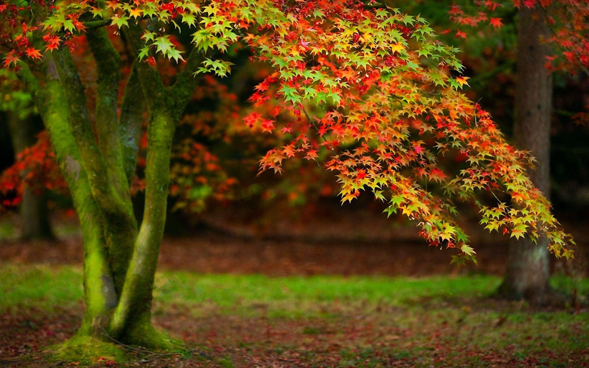 Full HD Tree Wallpapers - Top Free Full HD Tree Backgrounds ...