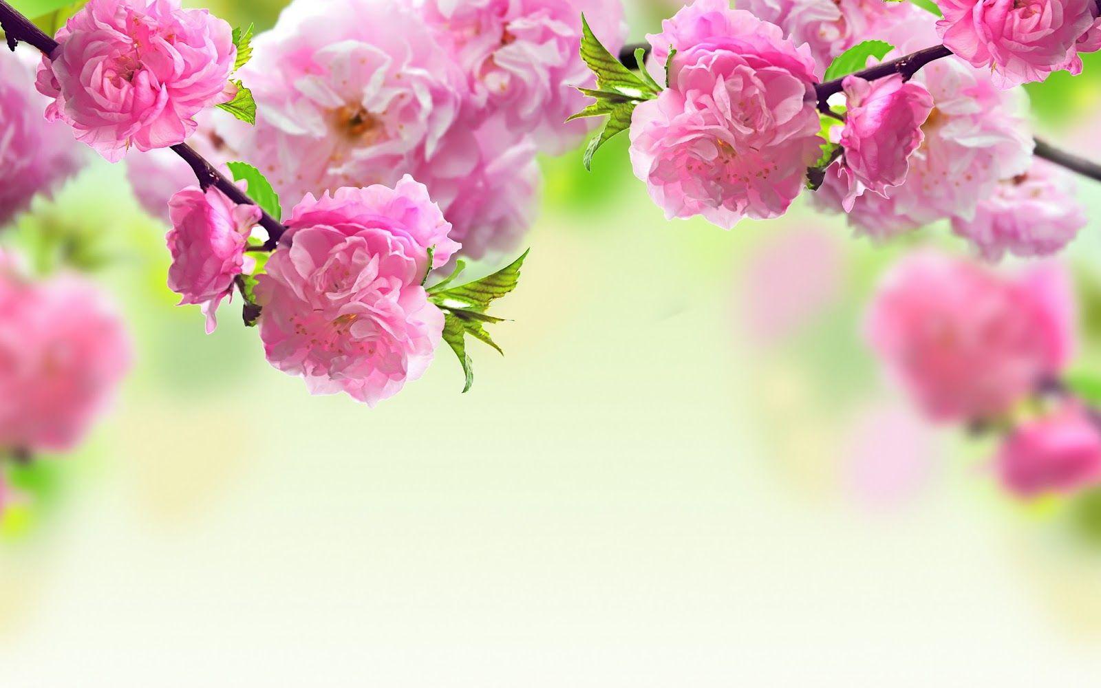 Full HD Flowers Wallpapers - Top Free Full HD Flowers Backgrounds ...