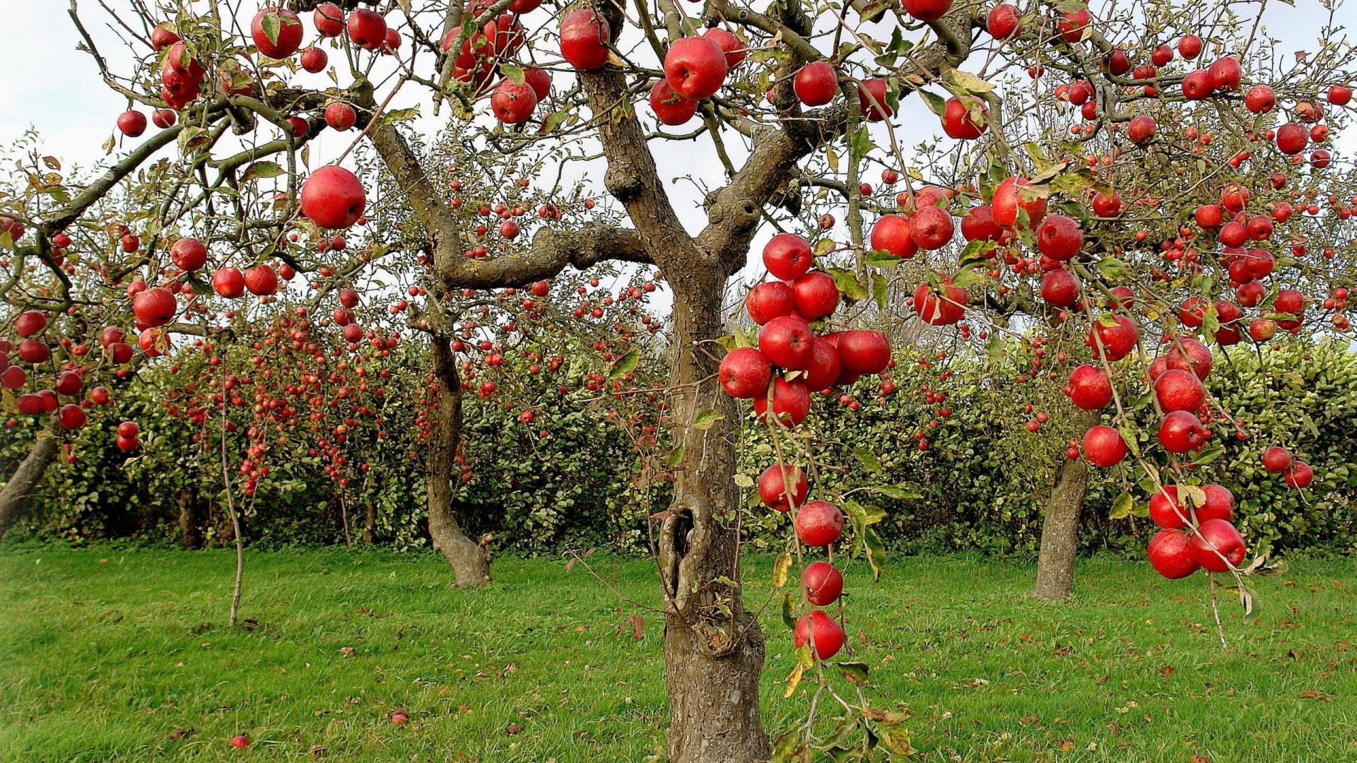 Full HD Tree Wallpapers - Top Free Full HD Tree Backgrounds ...