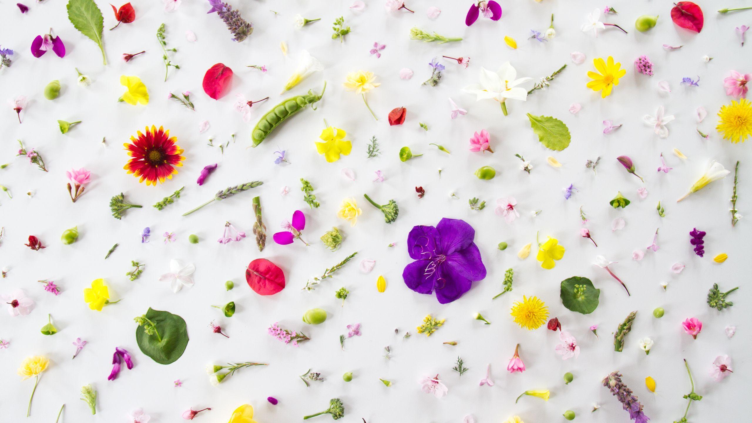 2560X1440 Cute Wallpapers - Top Free 2560X1440 Cute Backgrounds ...