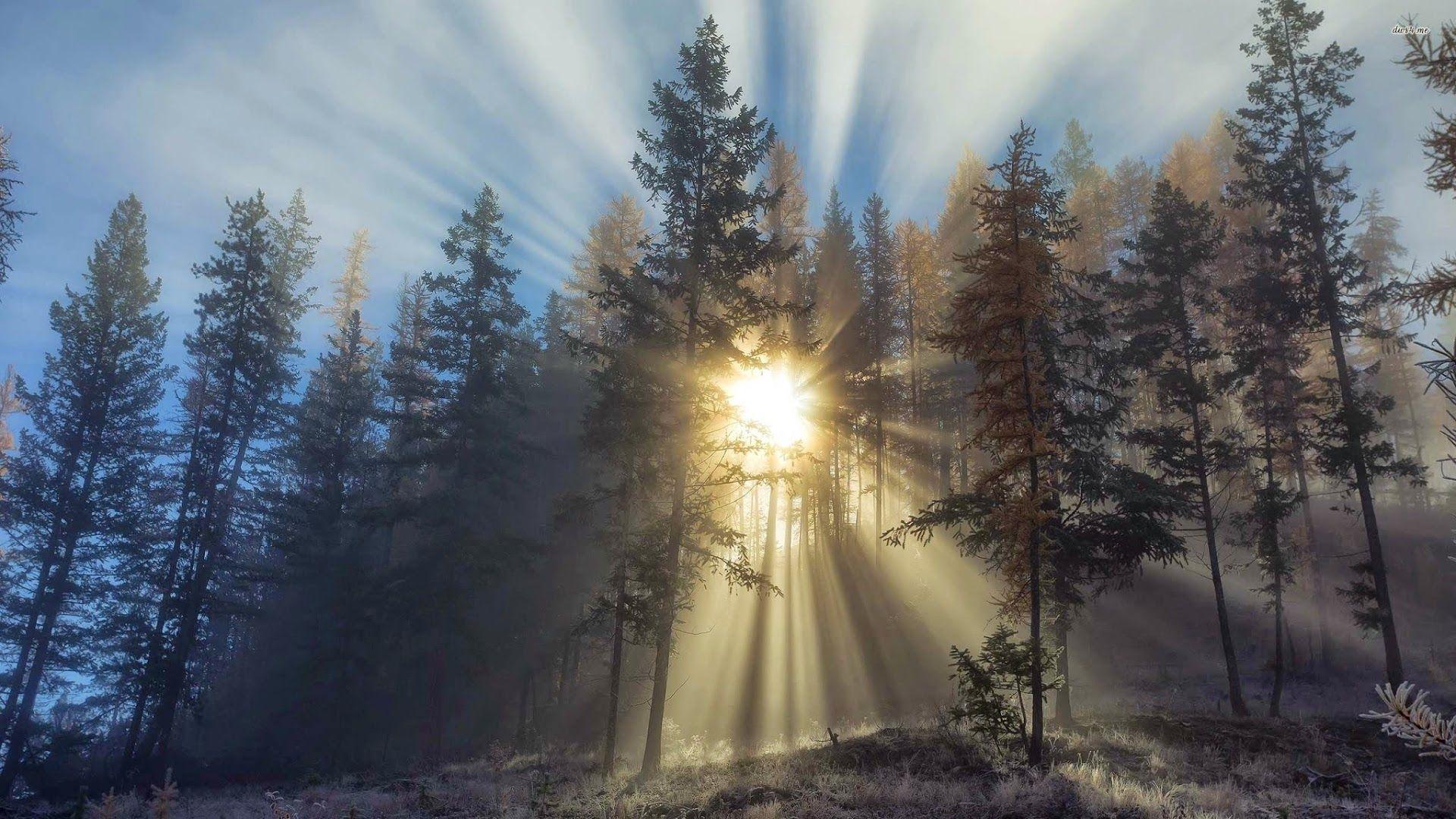 Floresta Wallpapers - Top Free Floresta Backgrounds - WallpaperAccess