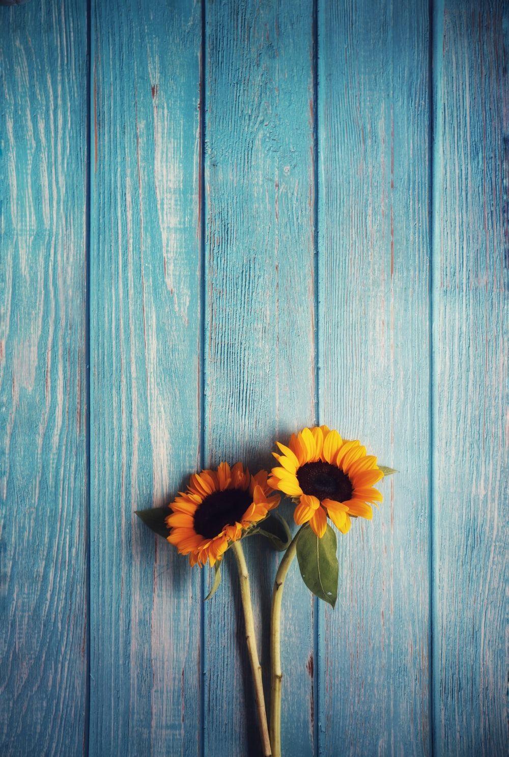 Sun and Flower Wallpapers - Top Free Sun and Flower Backgrounds ...