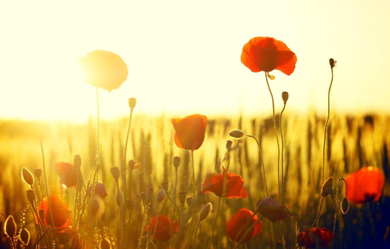 Sun and Flower Wallpapers - Top Free Sun and Flower Backgrounds ...