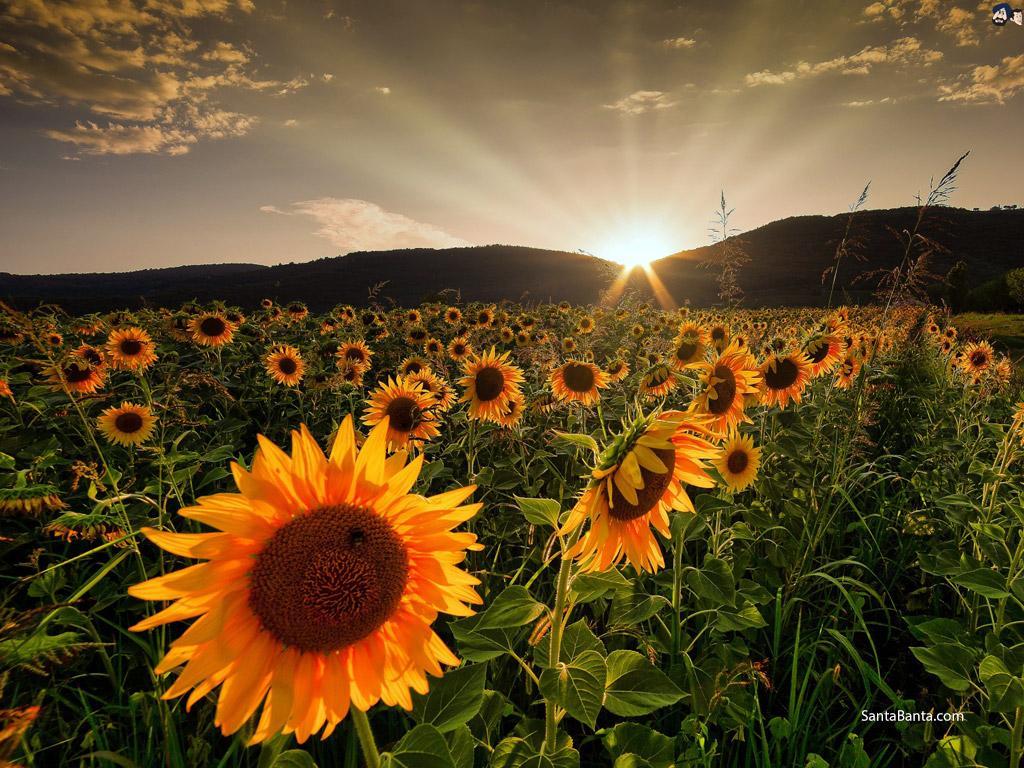Sun and Flower Wallpapers - Top Free Sun and Flower Backgrounds ...