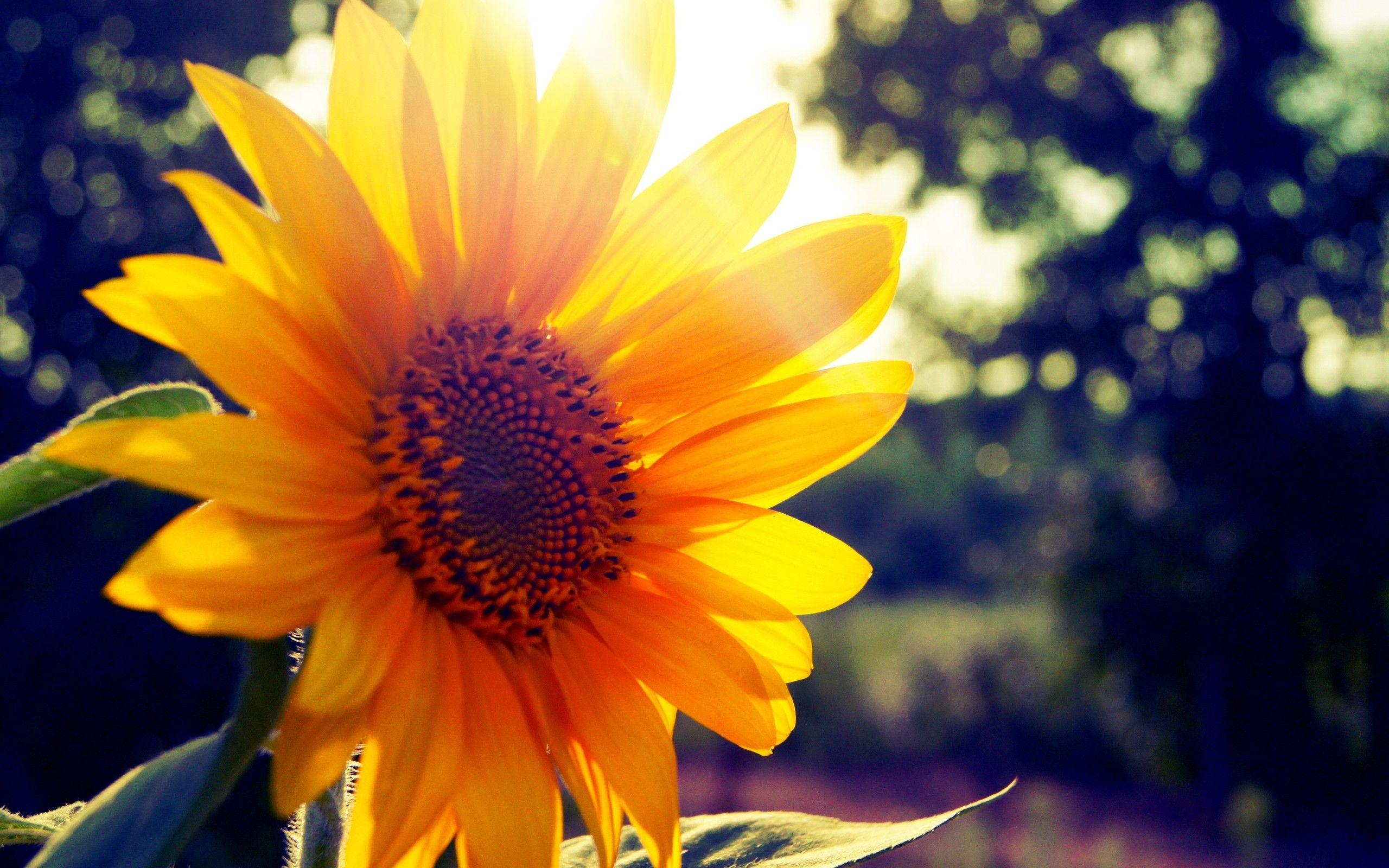 Sun and Flower Wallpapers - Top Free Sun and Flower Backgrounds ...