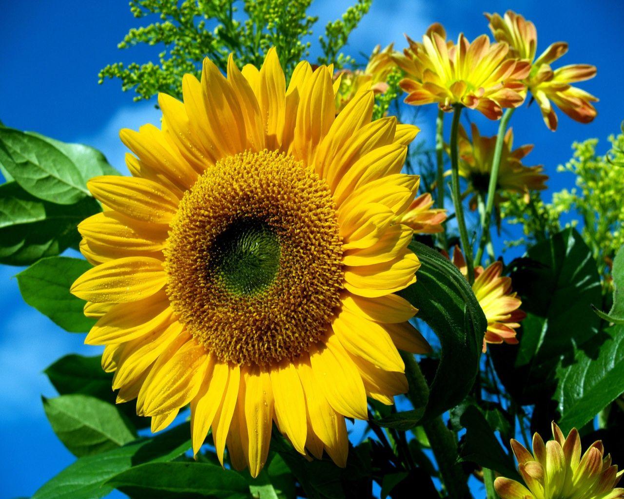 Sun and Flower Wallpapers - Top Free Sun and Flower Backgrounds ...