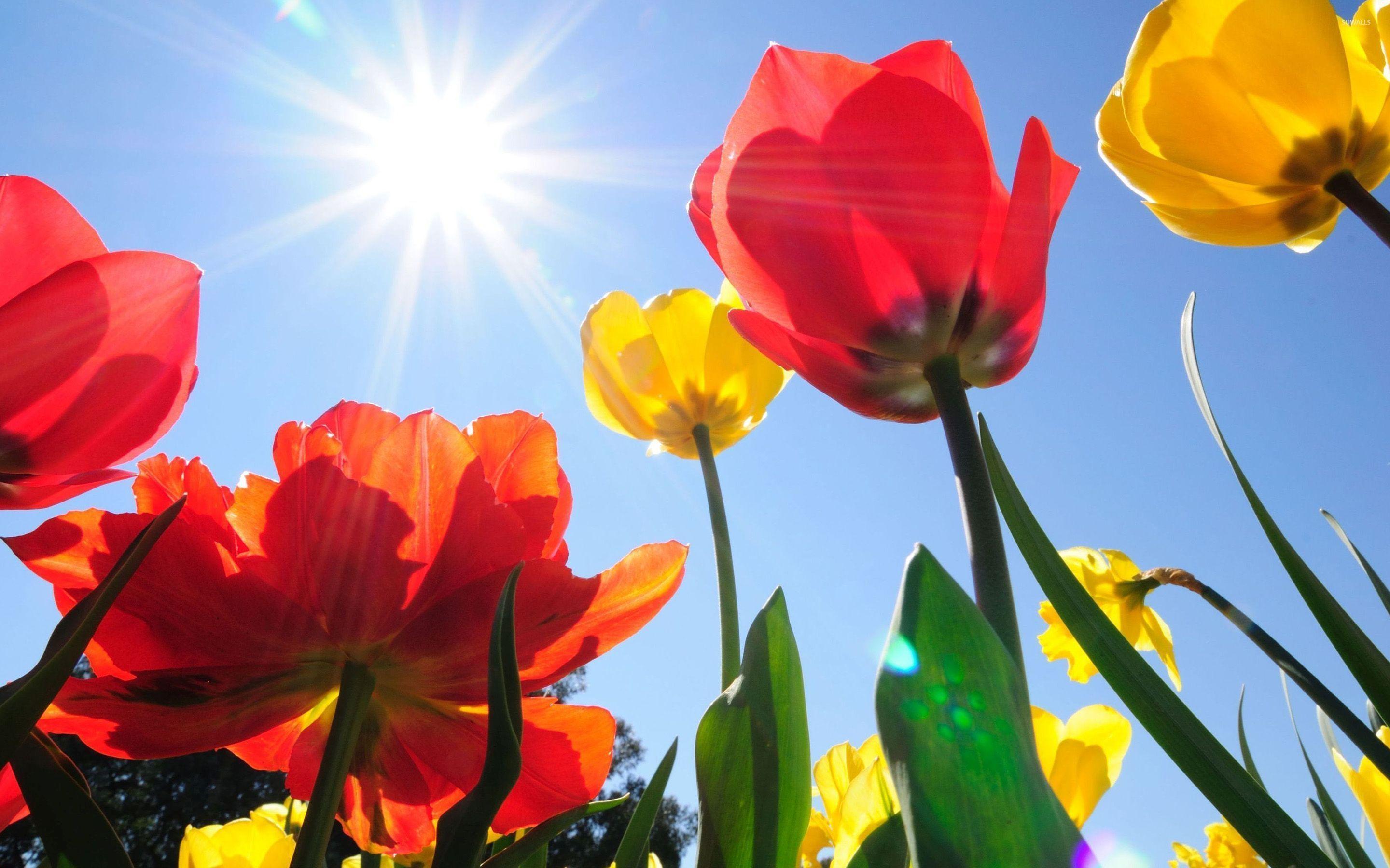 Sun and Flower Wallpapers - Top Free Sun and Flower Backgrounds ...