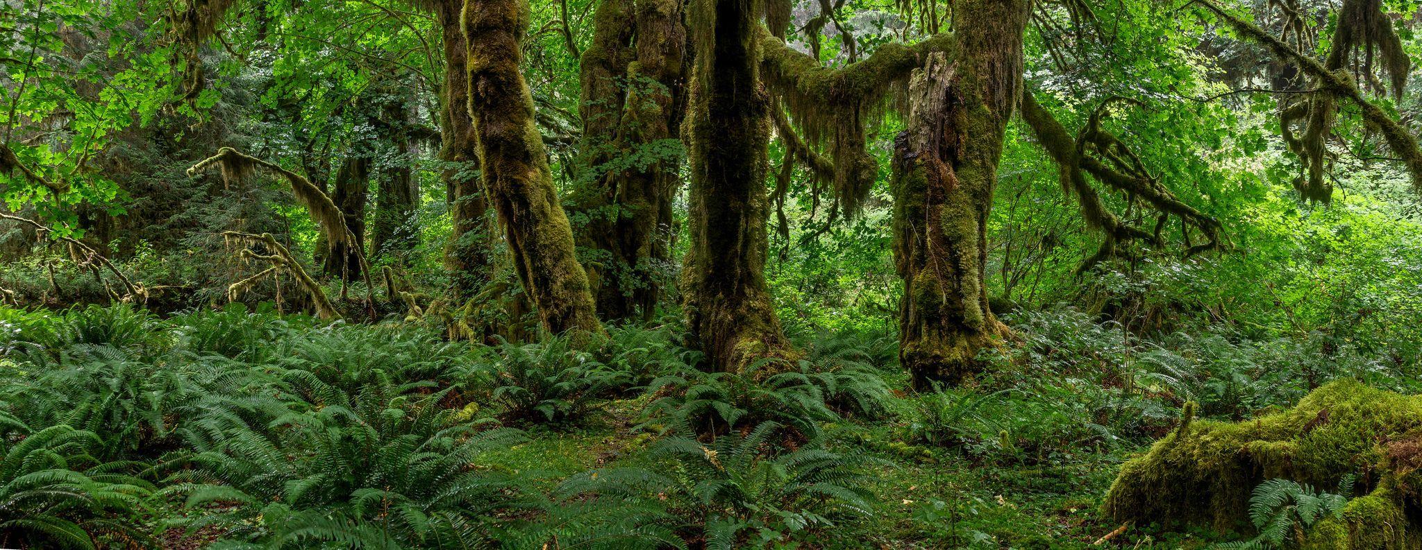 Pacific Northwest Rainforest Wallpapers - Top Free Pacific Northwest ...