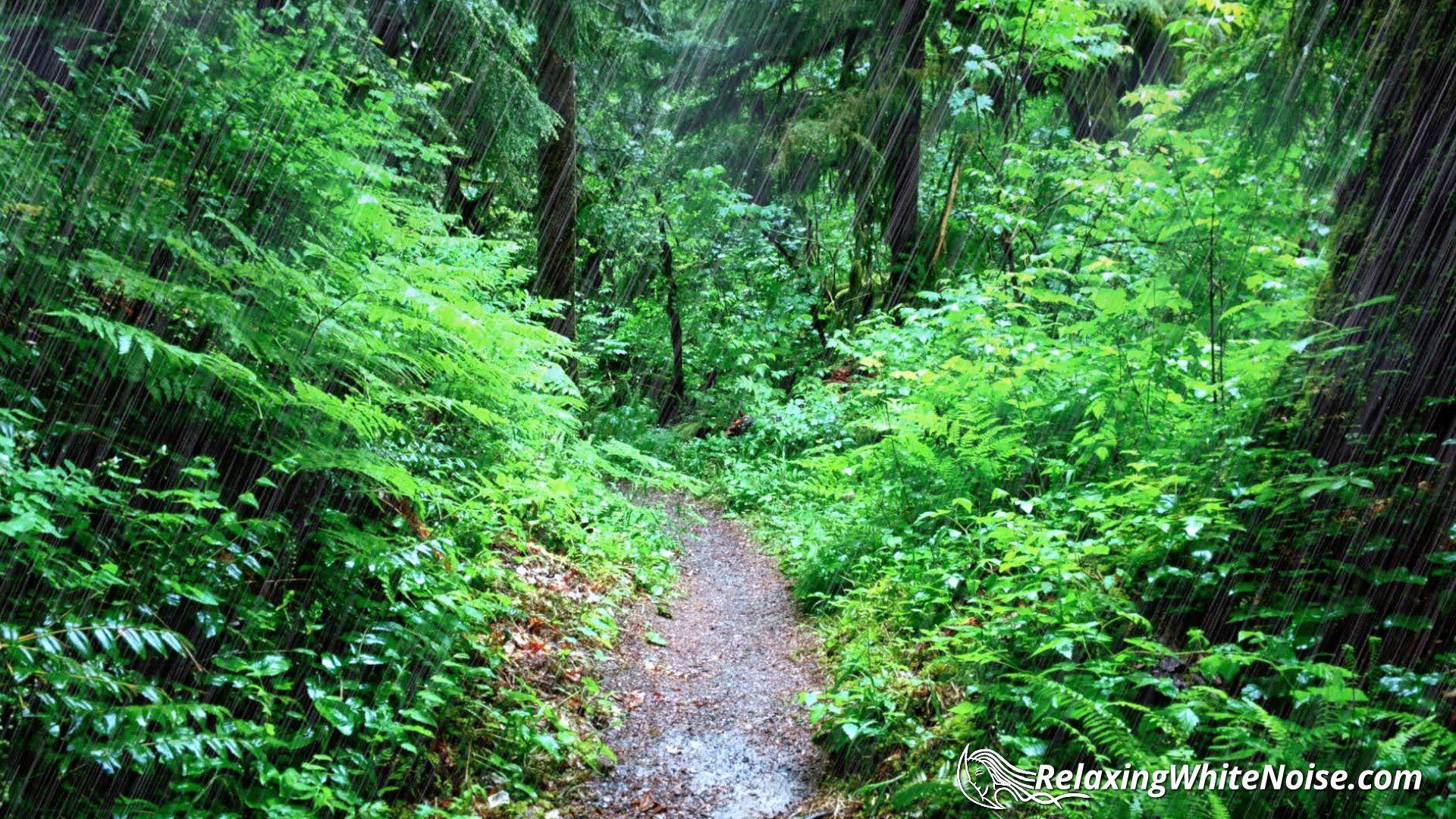Pacific Northwest Rainforest Wallpapers - Top Free Pacific Northwest ...