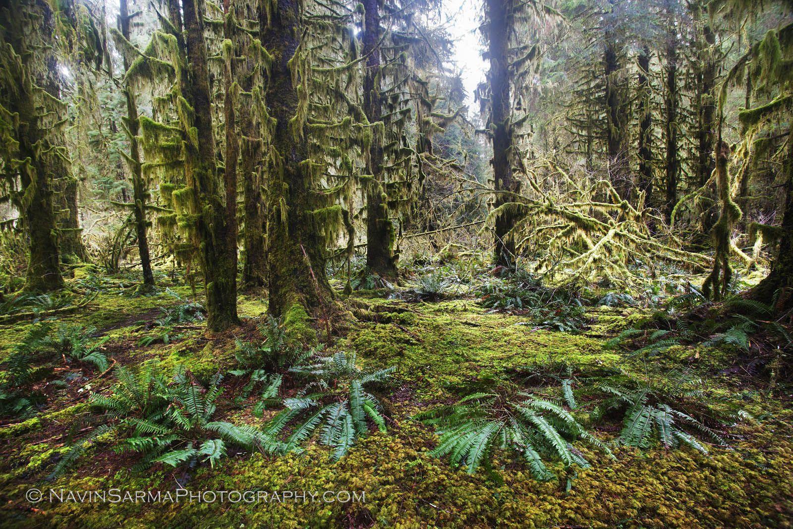 Pacific Northwest Rainforest Wallpapers - Top Free Pacific Northwest ...