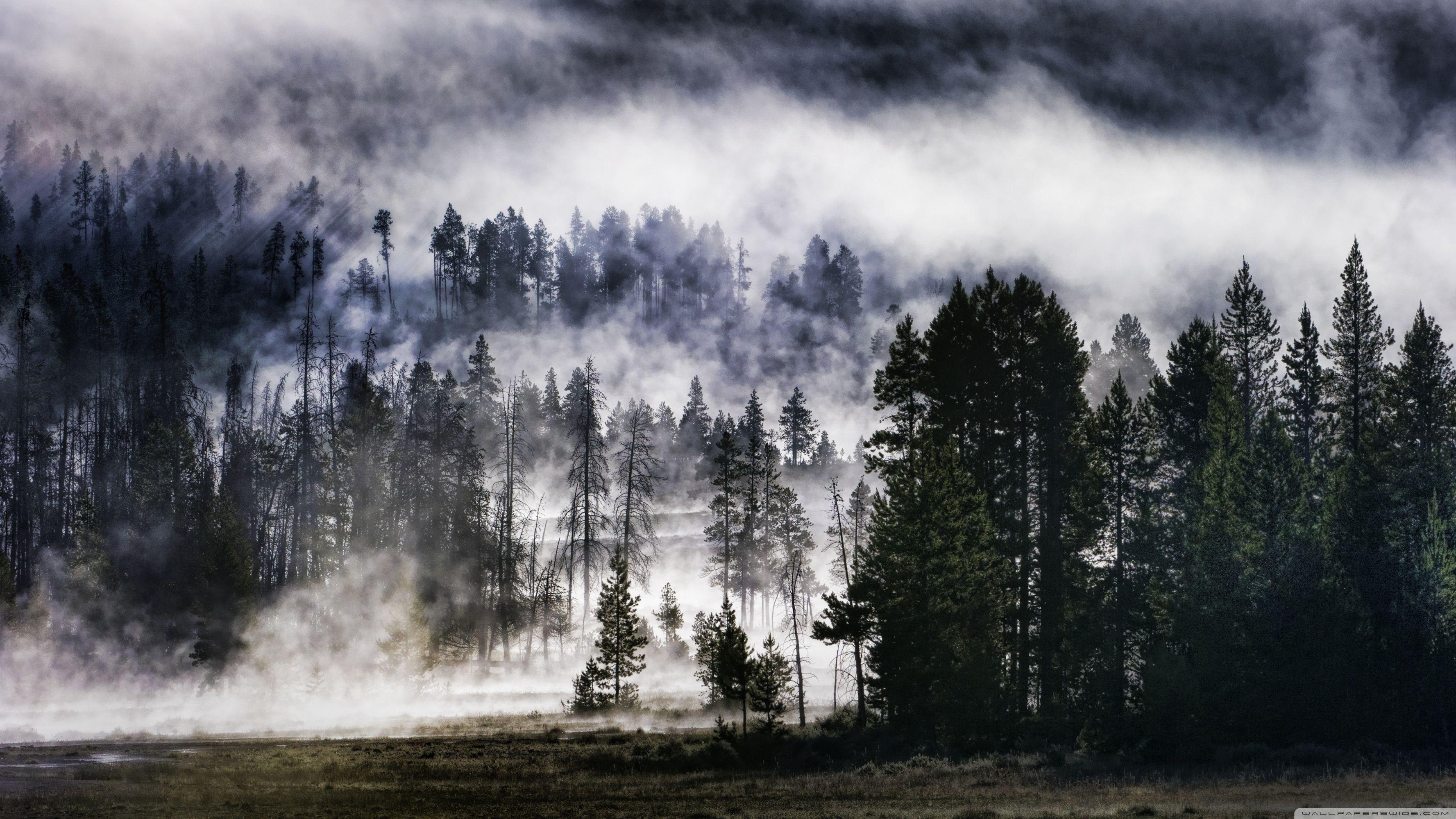 Vintage Forest Wallpapers - Top Free Vintage Forest Backgrounds ...