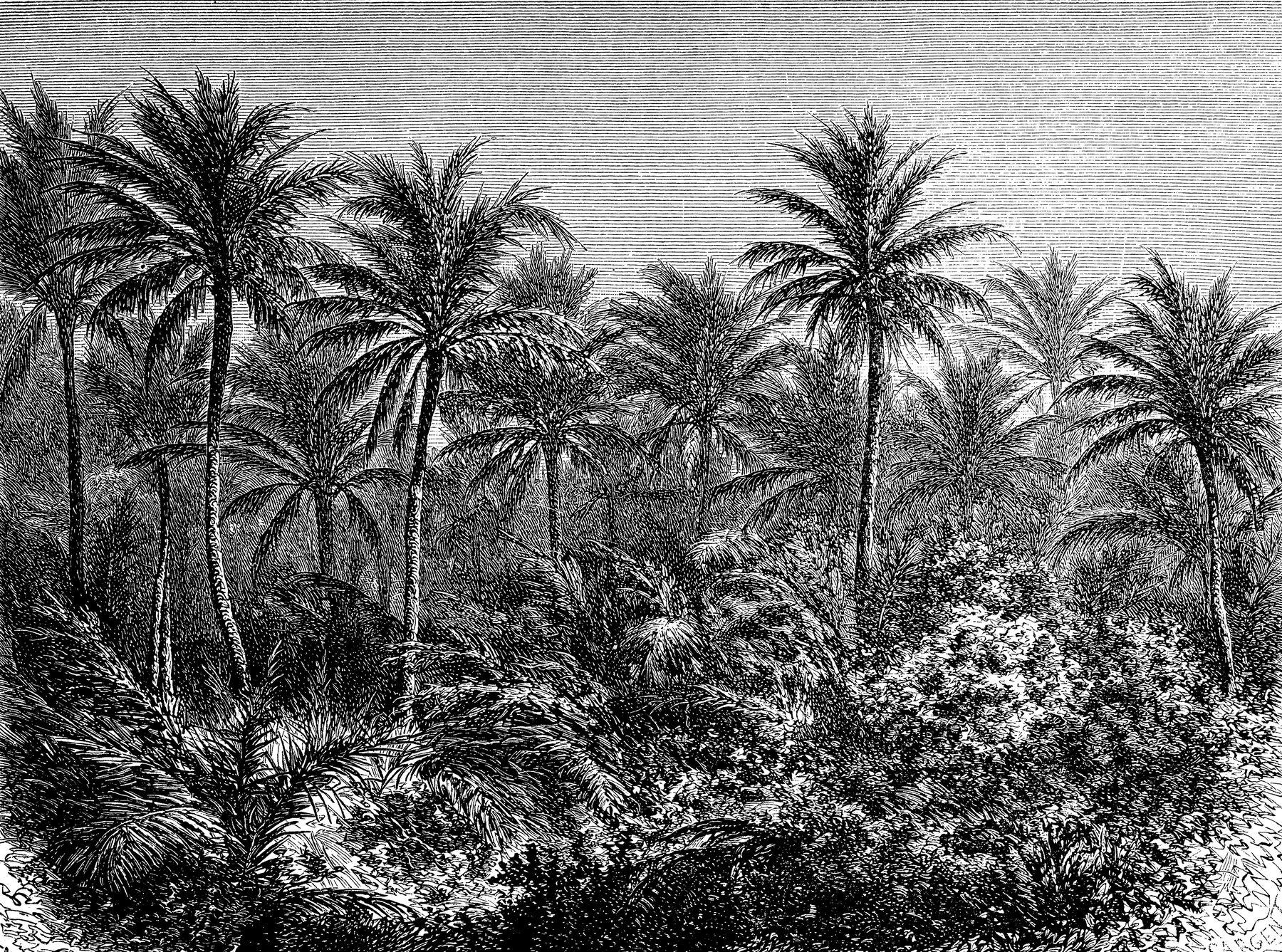 Vintage Forest Wallpapers - Top Free Vintage Forest Backgrounds ...