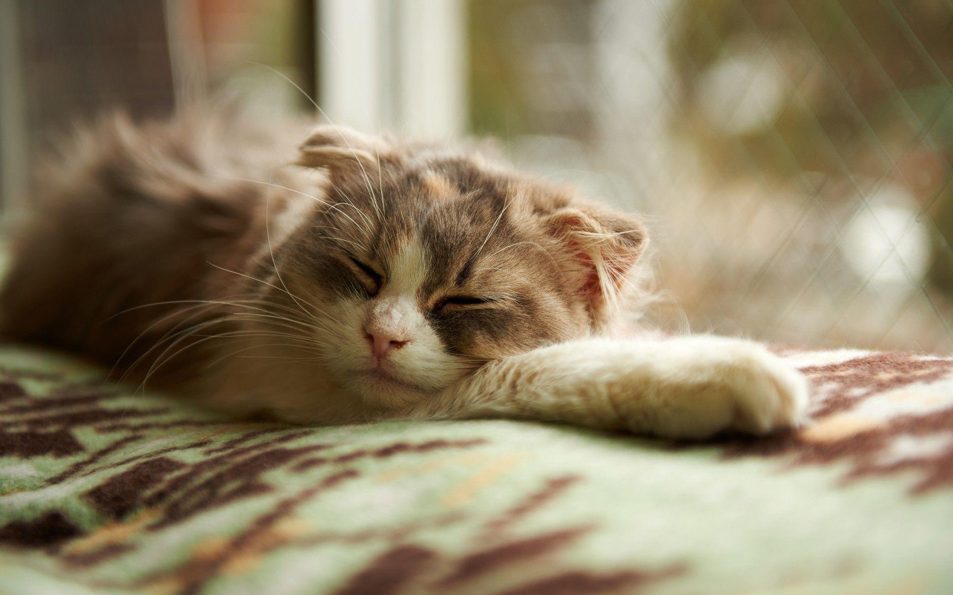 Sleeping Cat Wallpapers - Top Free Sleeping Cat Backgrounds ...