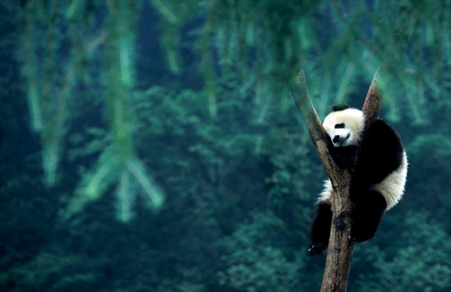 Cute Sleeping Panda Wallpapers - Top Free Cute Sleeping Panda ...
