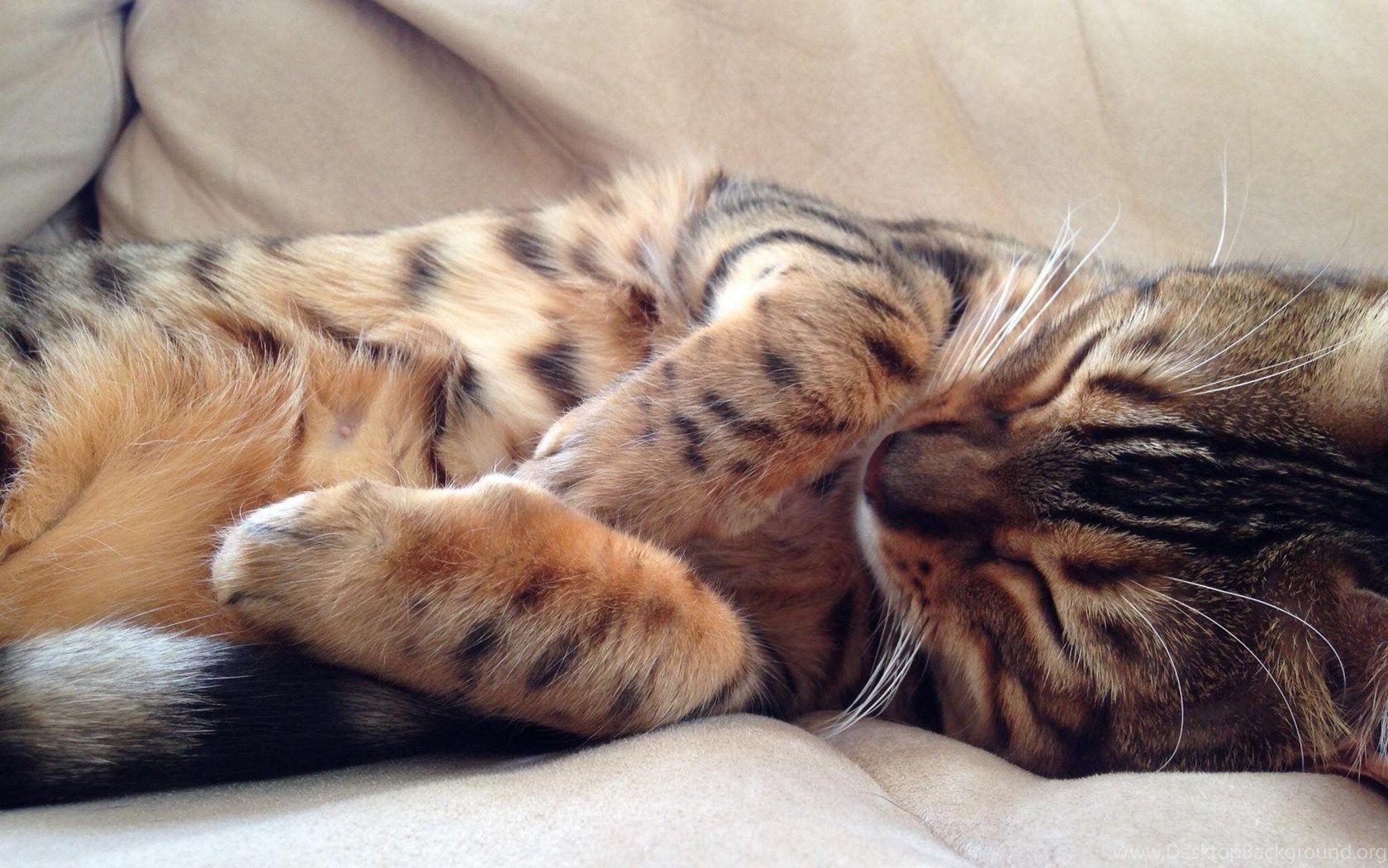 Sleeping Cat Wallpapers - Top Free Sleeping Cat Backgrounds ...