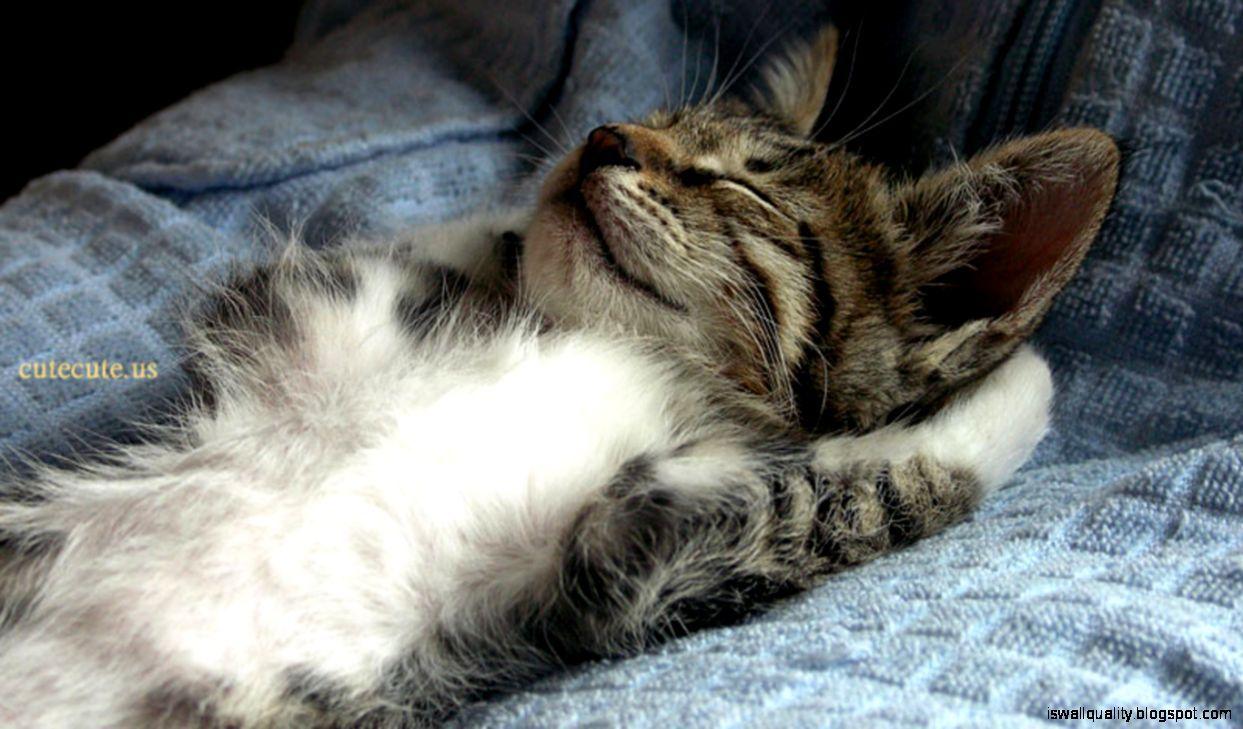 Sleeping Cat Wallpapers - Top Free Sleeping Cat Backgrounds ...