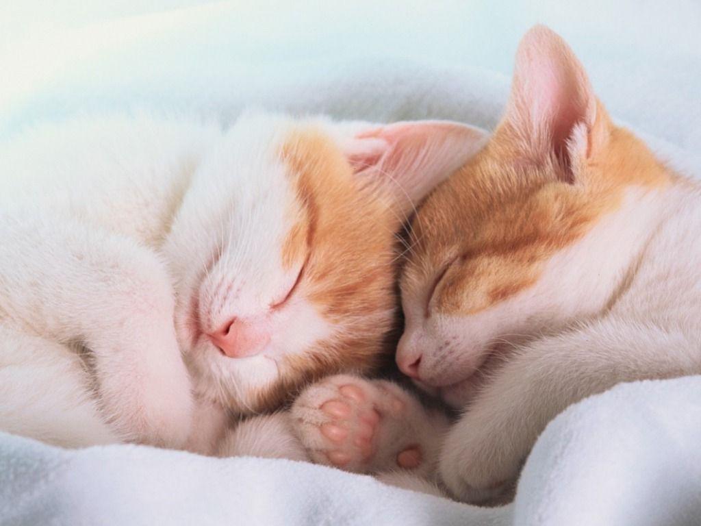 Sleeping Cat Wallpapers - Top Free Sleeping Cat Backgrounds ...