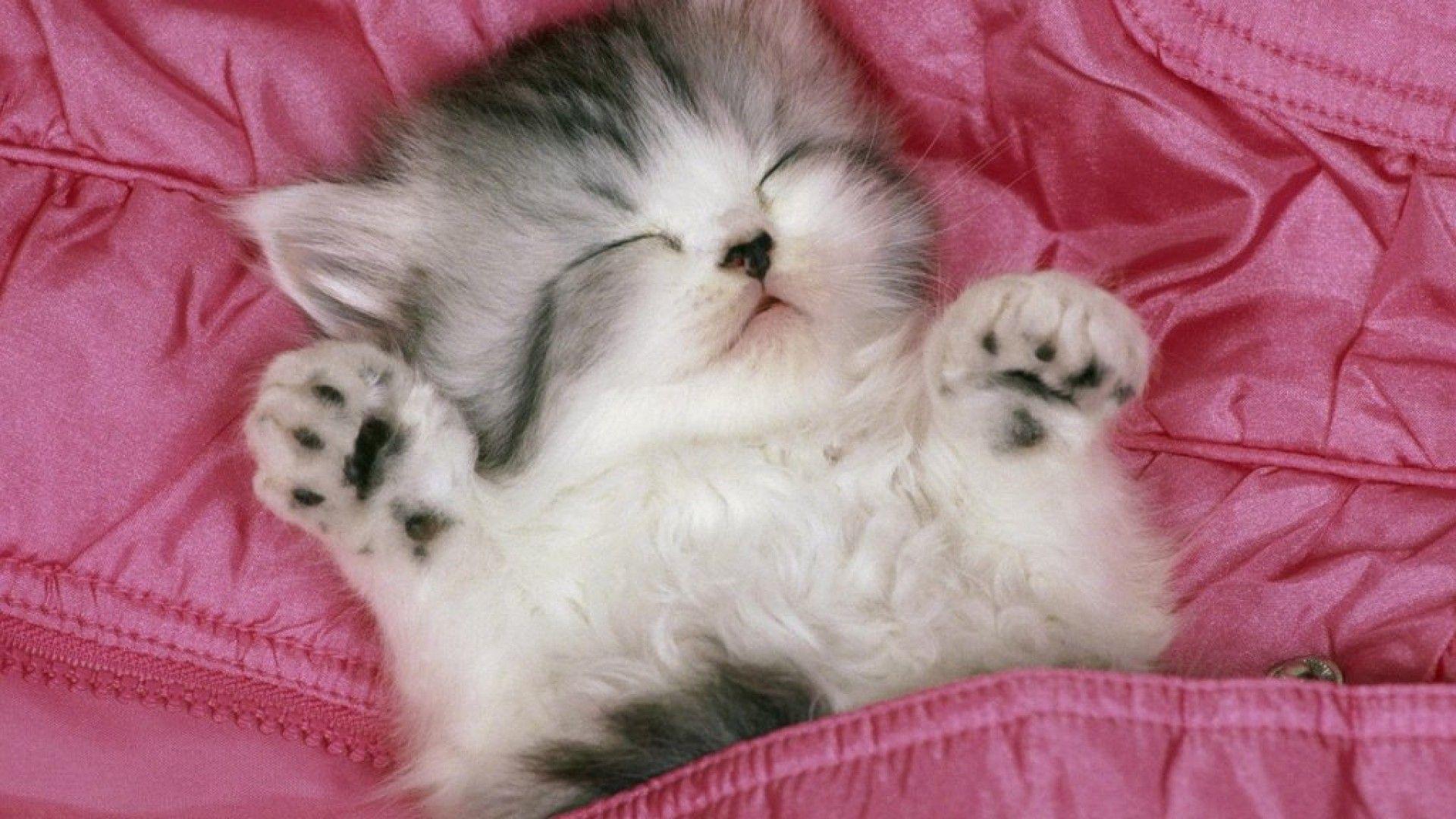 Sleeping Cat Wallpapers - Top Free Sleeping Cat Backgrounds ...