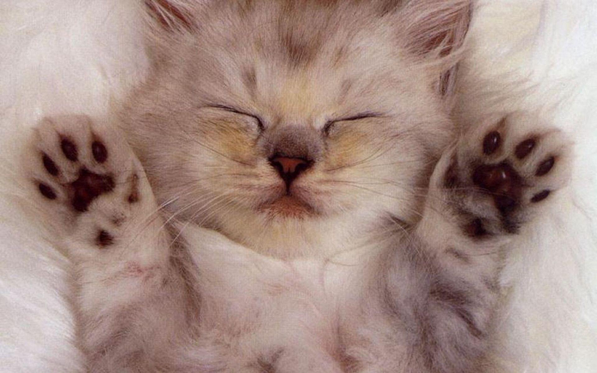 Sleeping Cat Wallpapers - Top Free Sleeping Cat Backgrounds ...