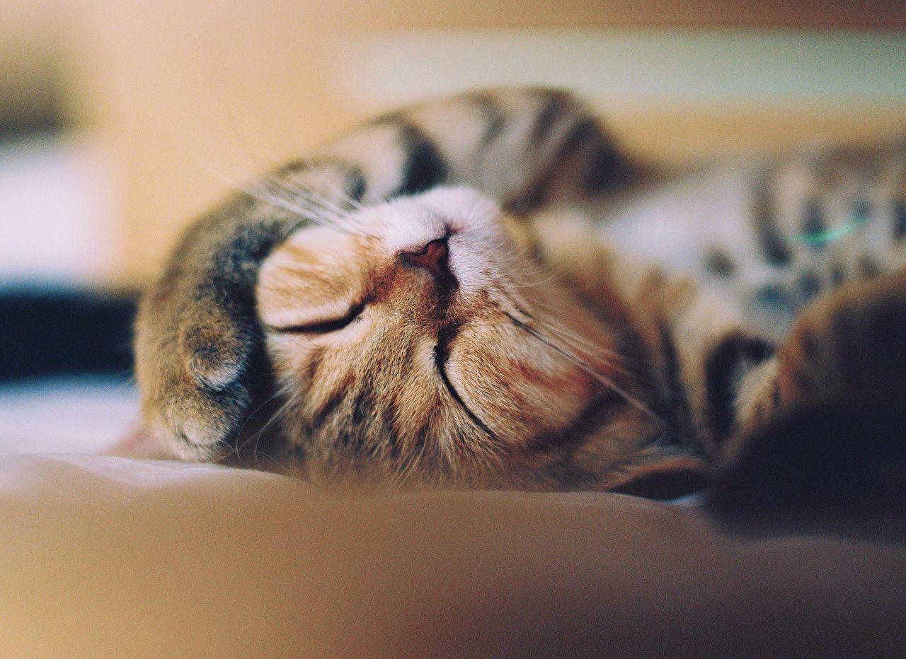 Sleeping Cat Wallpapers - Top Free Sleeping Cat Backgrounds ...