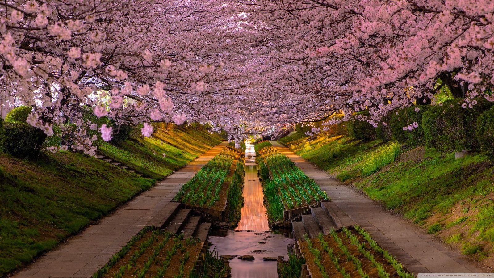 Springtime Computer Wallpapers - Top Free Springtime Computer ...