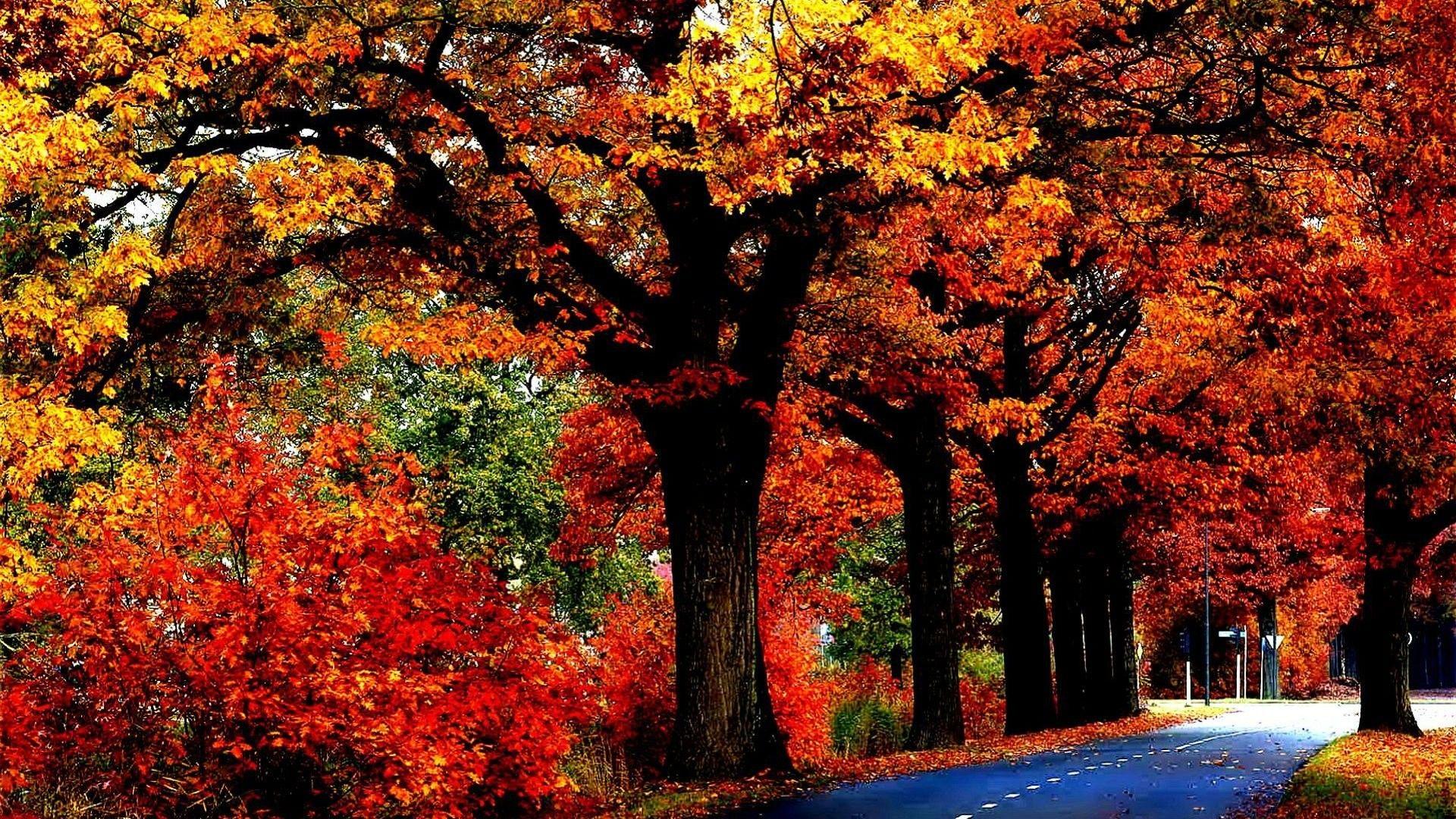 Fall Nature HD Wallpapers - Top Free Fall Nature HD Backgrounds ...