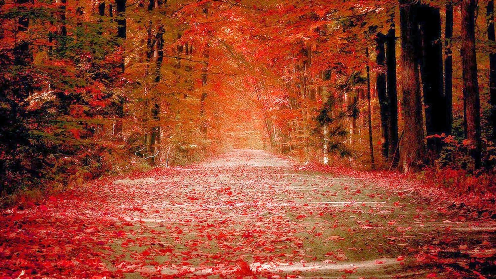 Fall Nature HD Wallpapers - Top Free Fall Nature HD Backgrounds ...