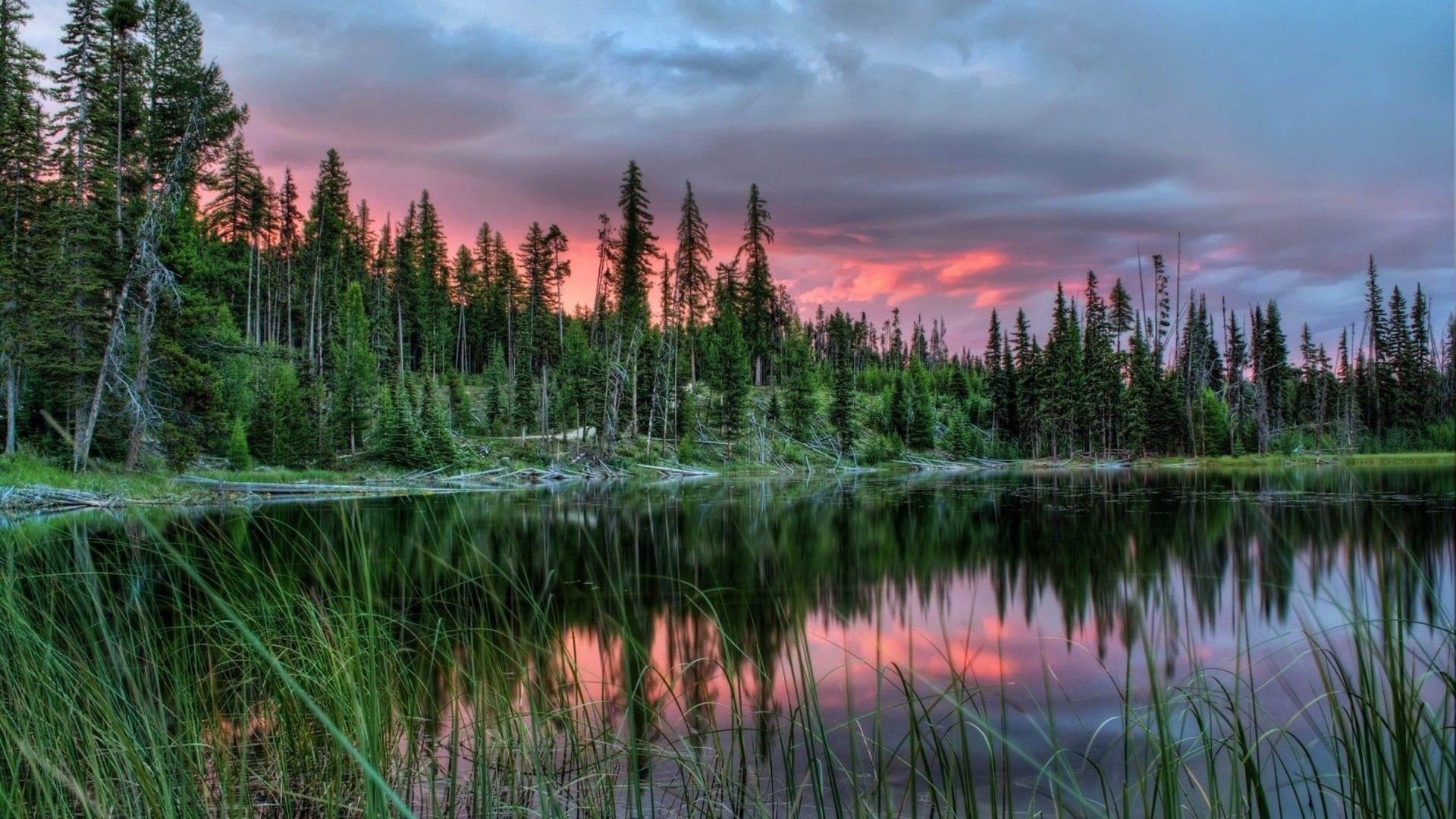 Pine Forest Wallpapers - Top Free Pine Forest Backgrounds - WallpaperAccess