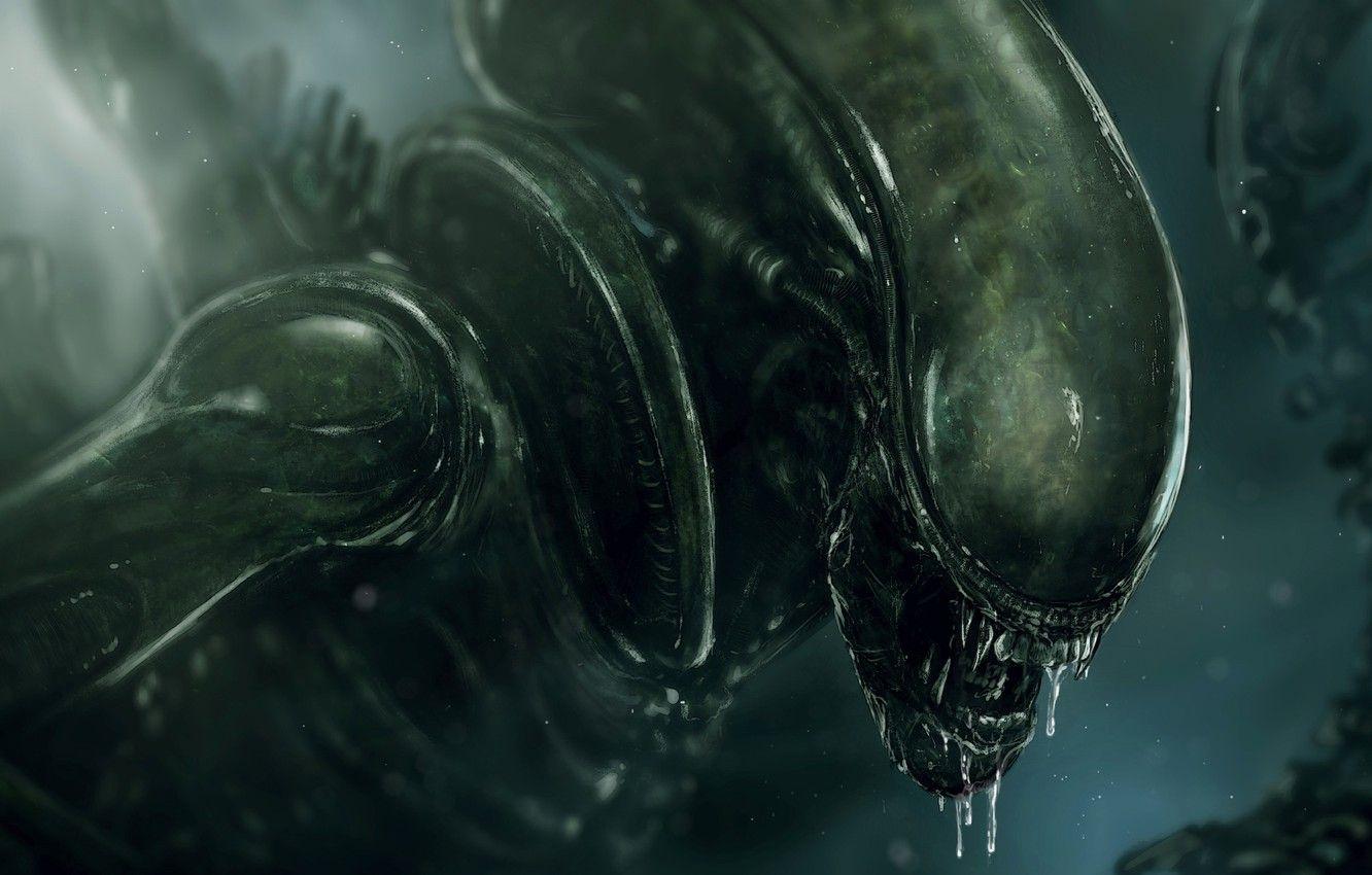 Alien Xenomorph Wallpapers - Top Free Alien Xenomorph Backgrounds ...