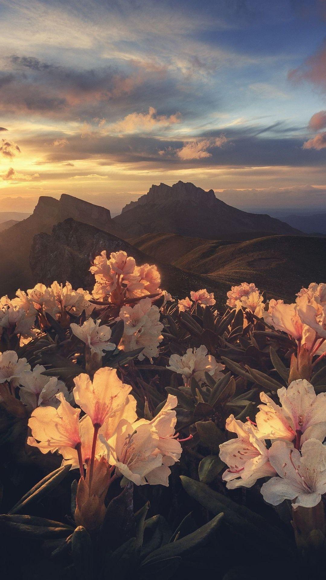 Morning iPhone Wallpapers - Top Free Morning iPhone Backgrounds ...