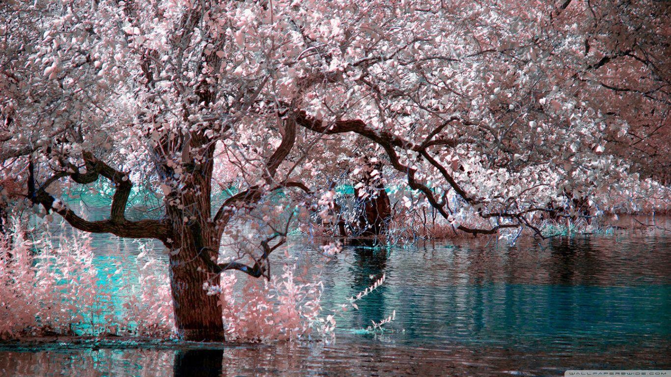 Trees Water Wallpapers - Top Free Trees Water Backgrounds - WallpaperAccess