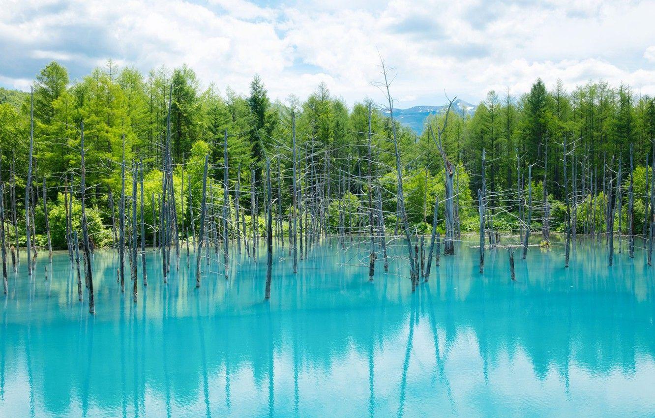 Trees Water Wallpapers - Top Free Trees Water Backgrounds - WallpaperAccess