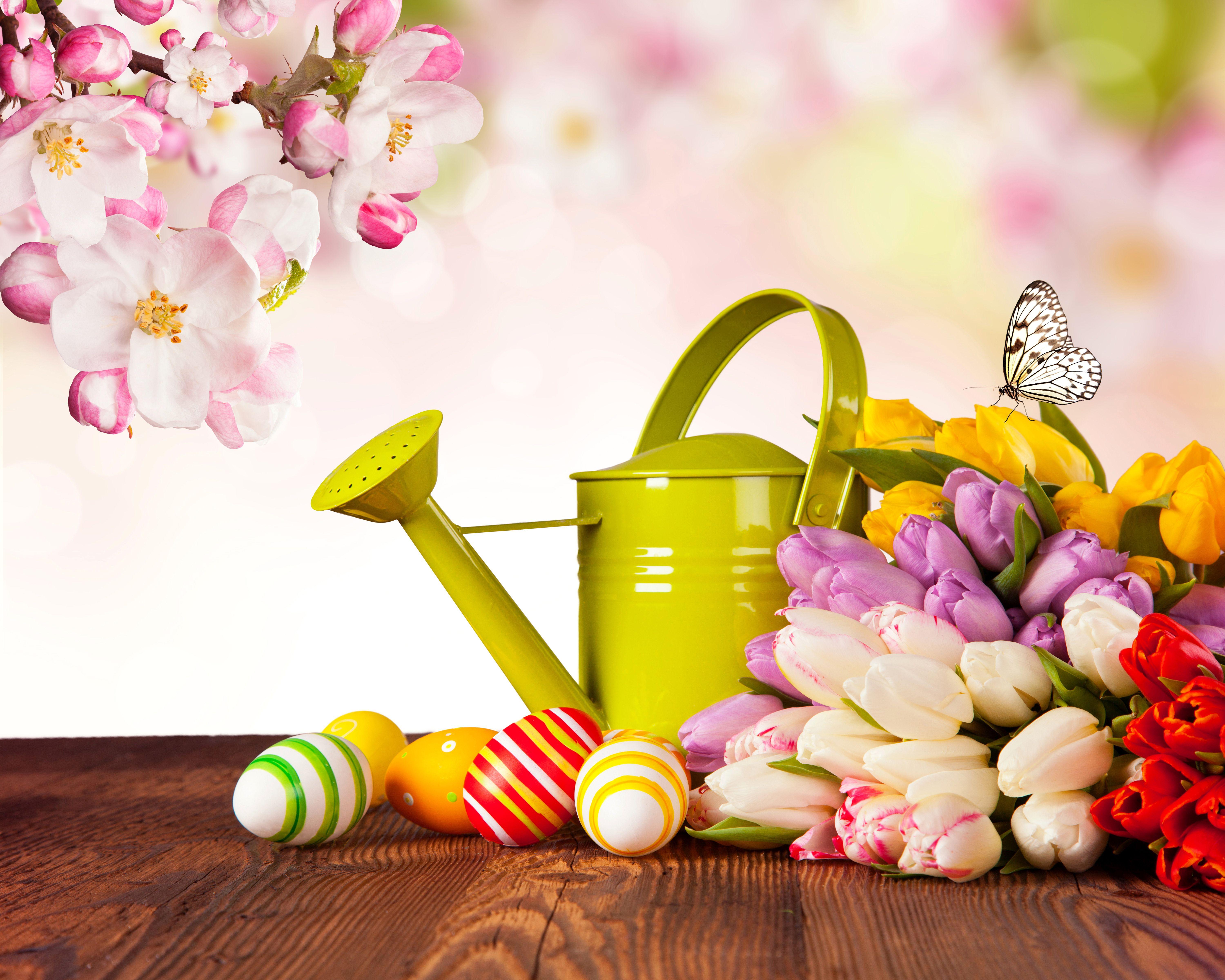 6000 X 4800 Flower Wallpapers - Top Free 6000 X 4800 Flower Backgrounds ...