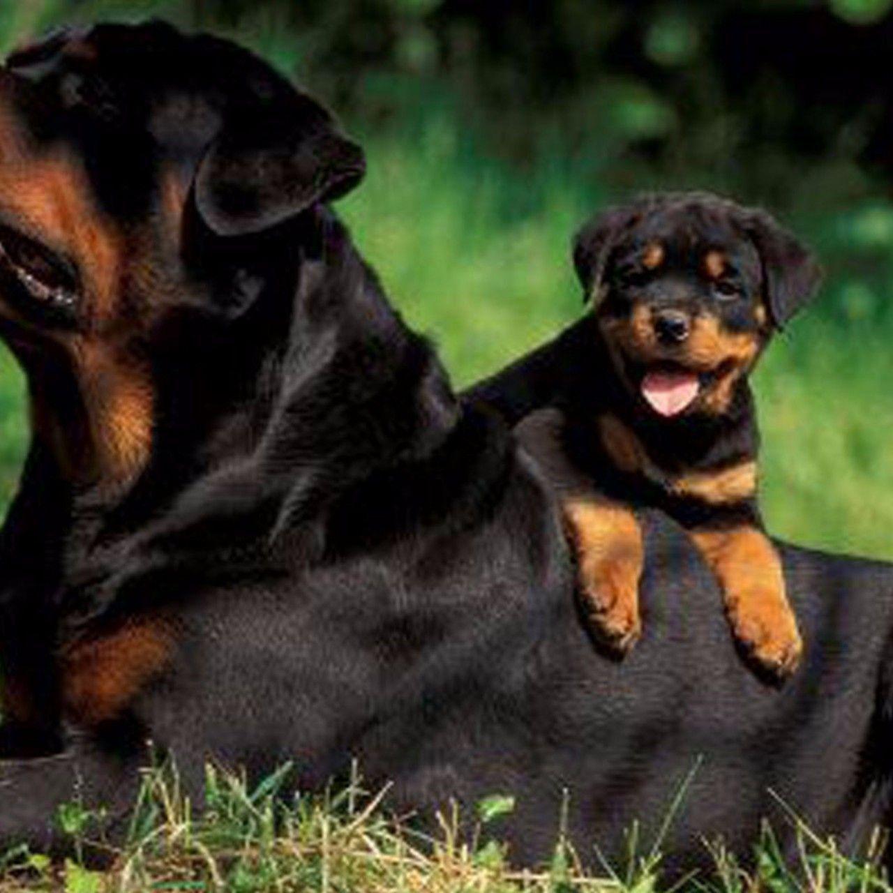 Rottweiler Puppy Wallpapers - Top Free Rottweiler Puppy Backgrounds ...