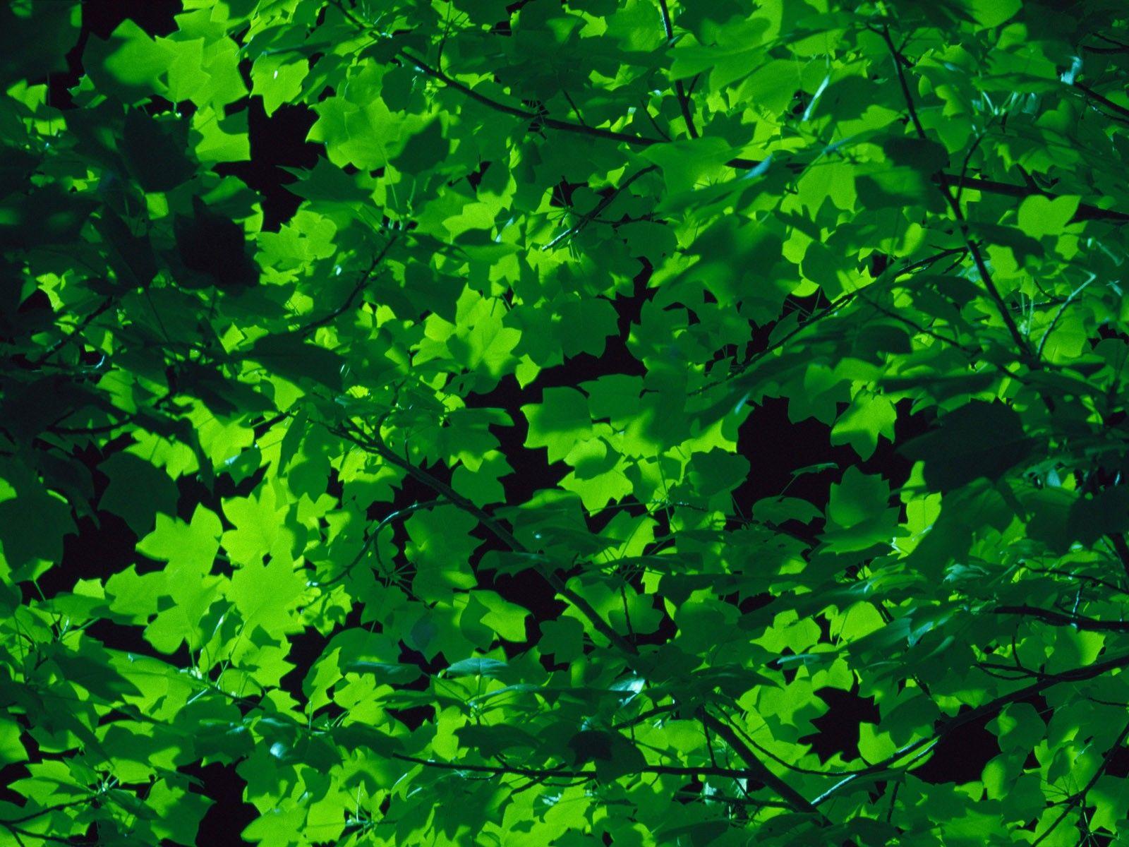 Japanese Green Wallpapers - Top Free Japanese Green Backgrounds ...