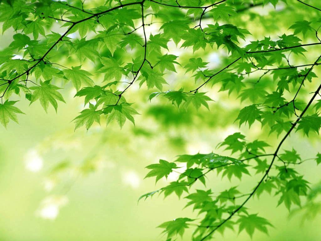 Japanese Green Wallpapers - Top Free Japanese Green Backgrounds ...