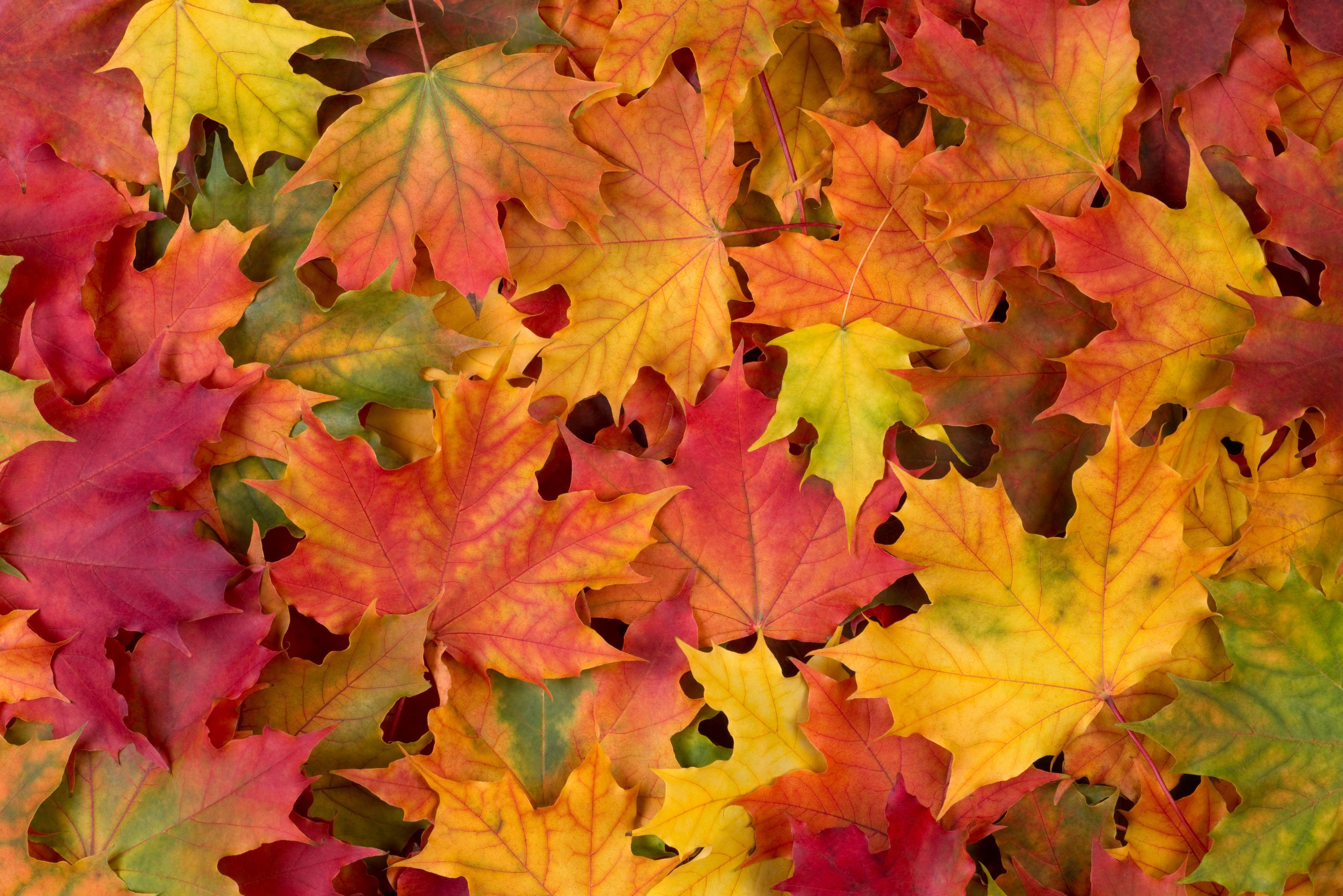 Welcome Autumn Wallpapers - Top Free Welcome Autumn Backgrounds ...